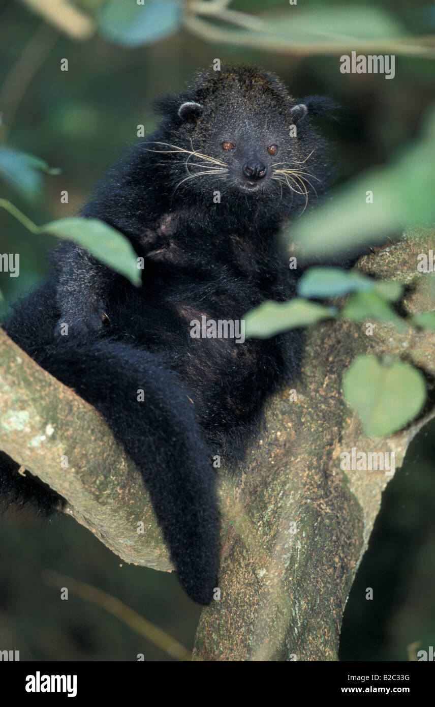 Asian bearcats hi-res stock photography and images - Alamy