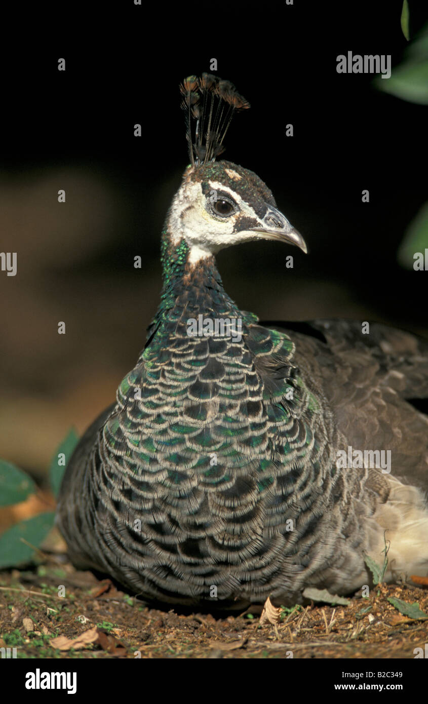 Peahen, Indian or Common Peafowl (Pavo cristatus), female, Germany ...