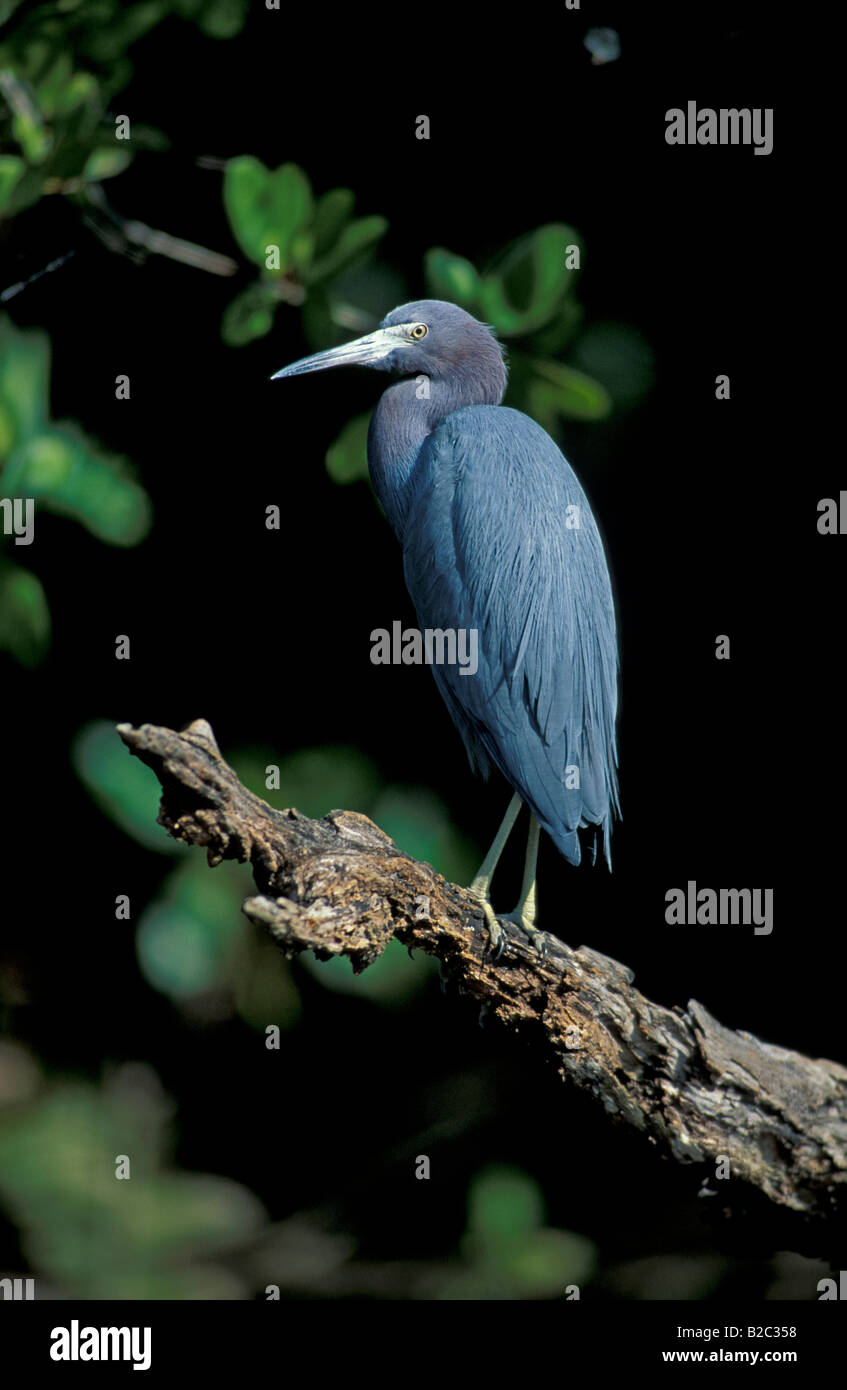 Little Blue Heron (Egretta caerulea), Florida, USA Stock Photo - Alamy