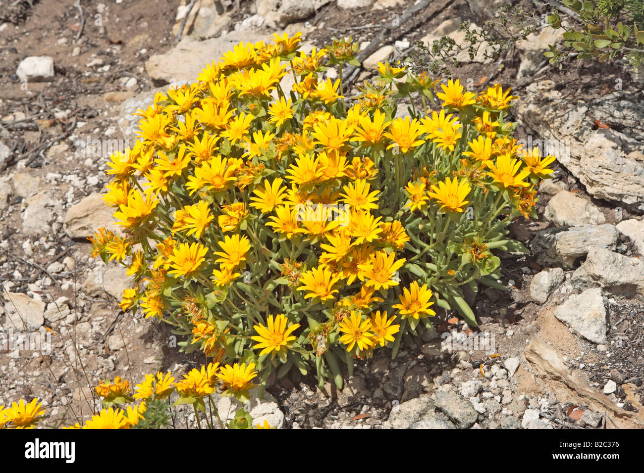 Yellow Composite (Dyssodia spec Stock Photo - Alamy