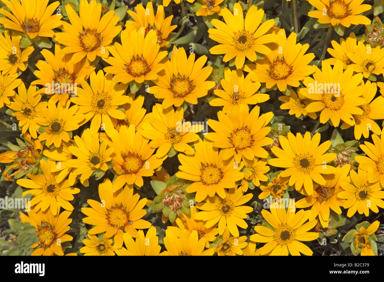 Yellow Composite (Dyssodia spec Stock Photo - Alamy