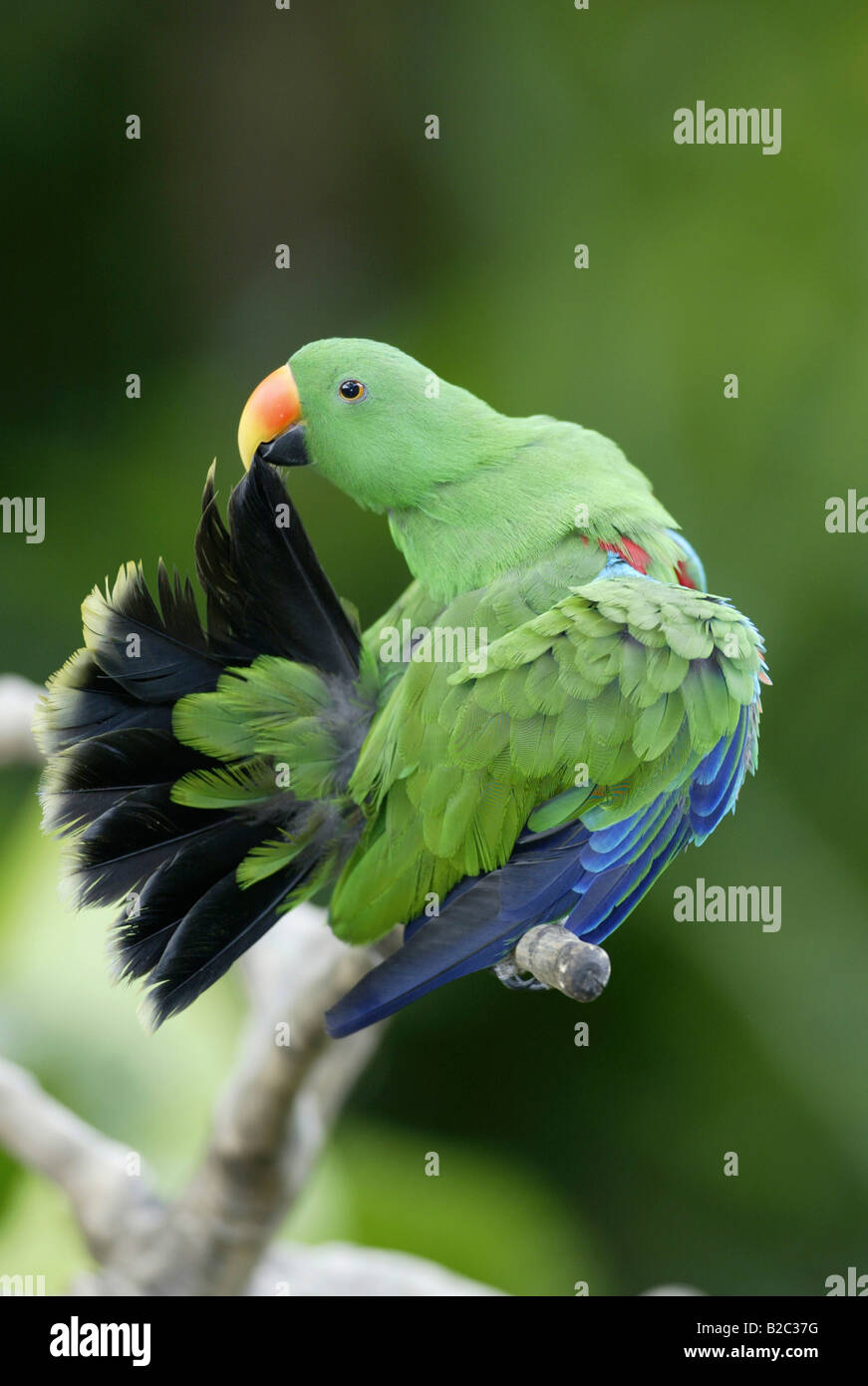 Male Eclectus Parrot (Eclectus roratus) pruning its feathers, Singapore ...