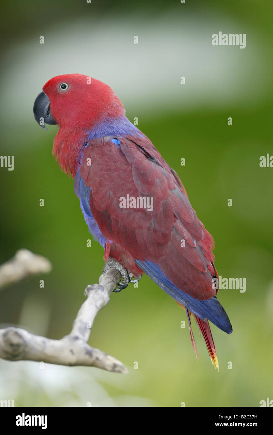 Female Eclectus Parrot (Eclectus roratus), Singapore, Asia Stock Photo ...