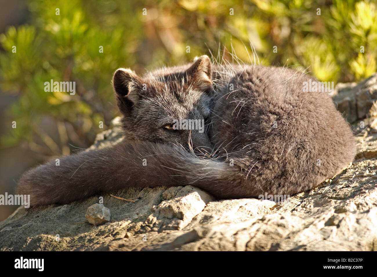 Young Arctic Fox or White Fox or Snow Fox (Vulpes lagopus), juvenile ...