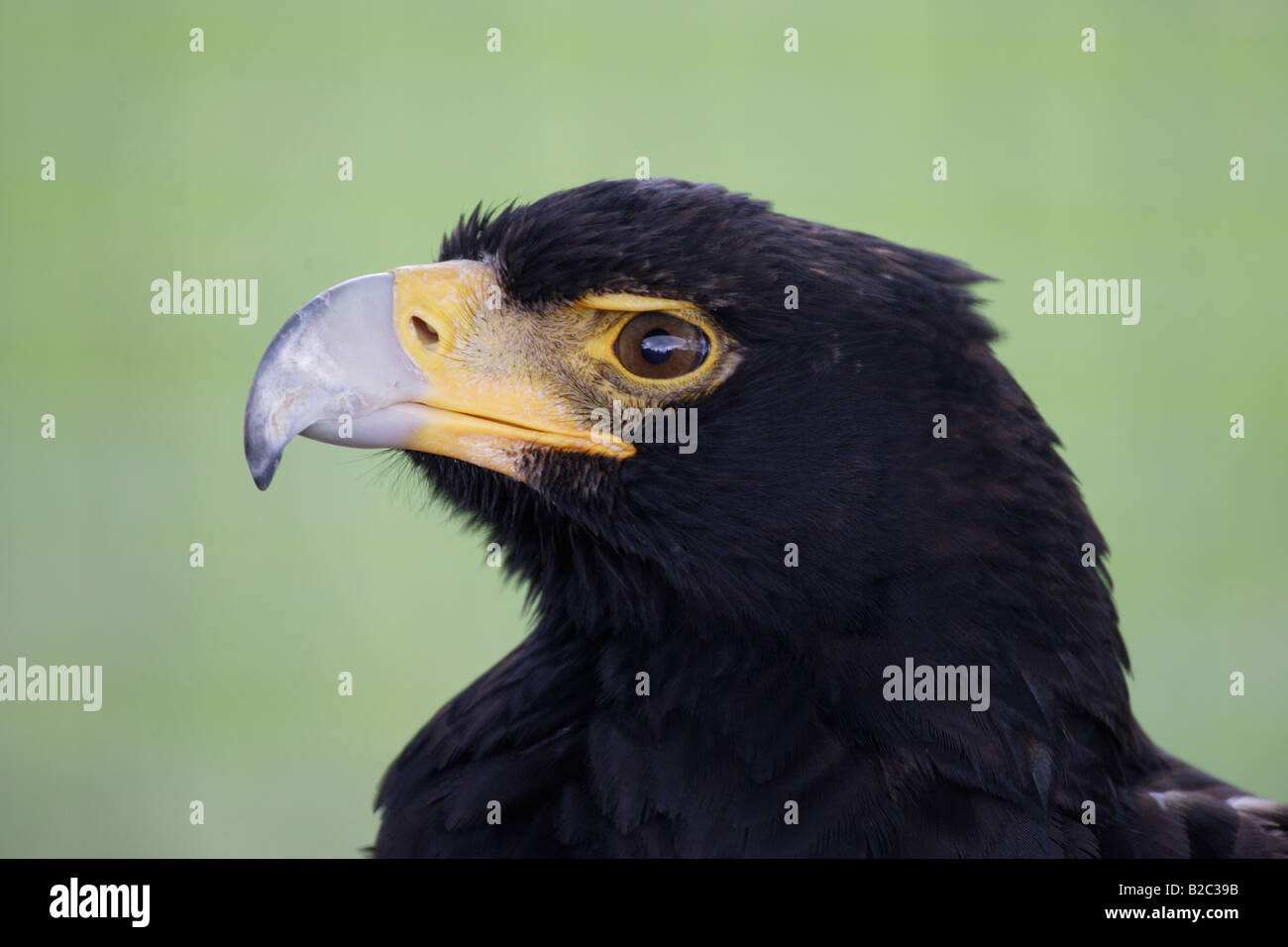 Verreauxs eagle aquila verreauxii hi-res stock photography and images - Alamy