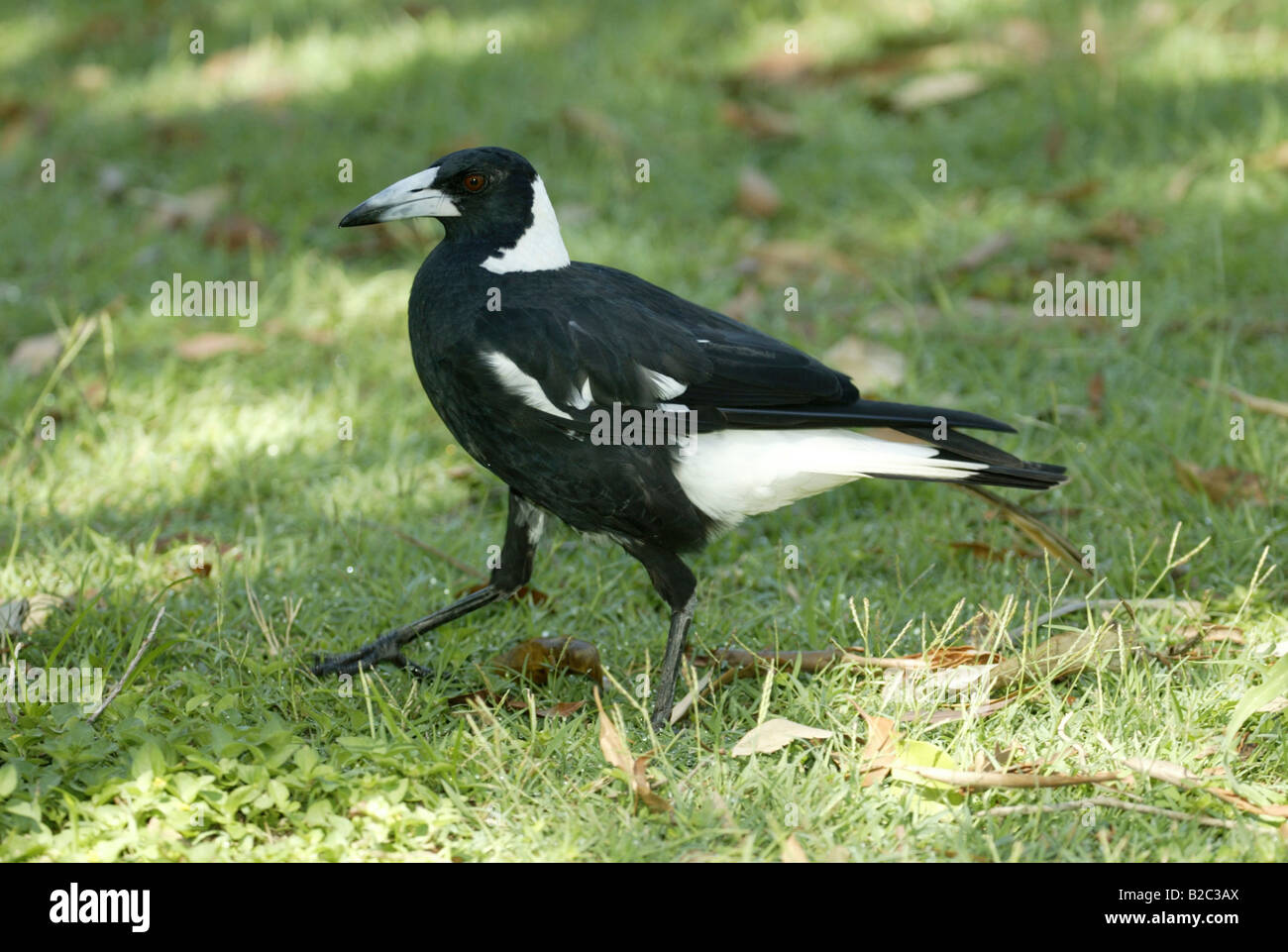 Australian Magpie (Gymnorhina tibicen), adult, Australia Stock Photo ...