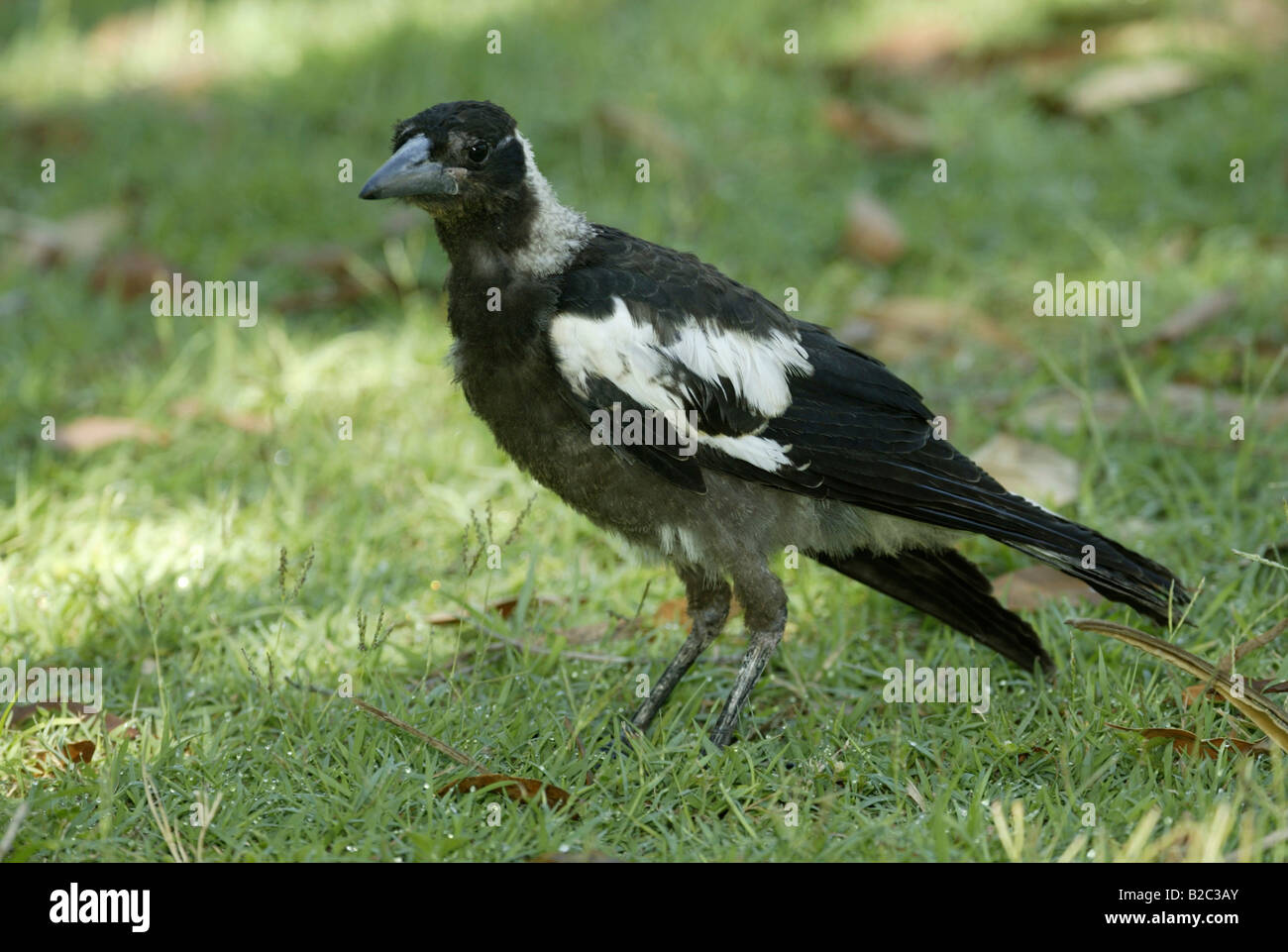 Australian Magpie (Gymnorhina tibicen), young animal, Australia Stock ...