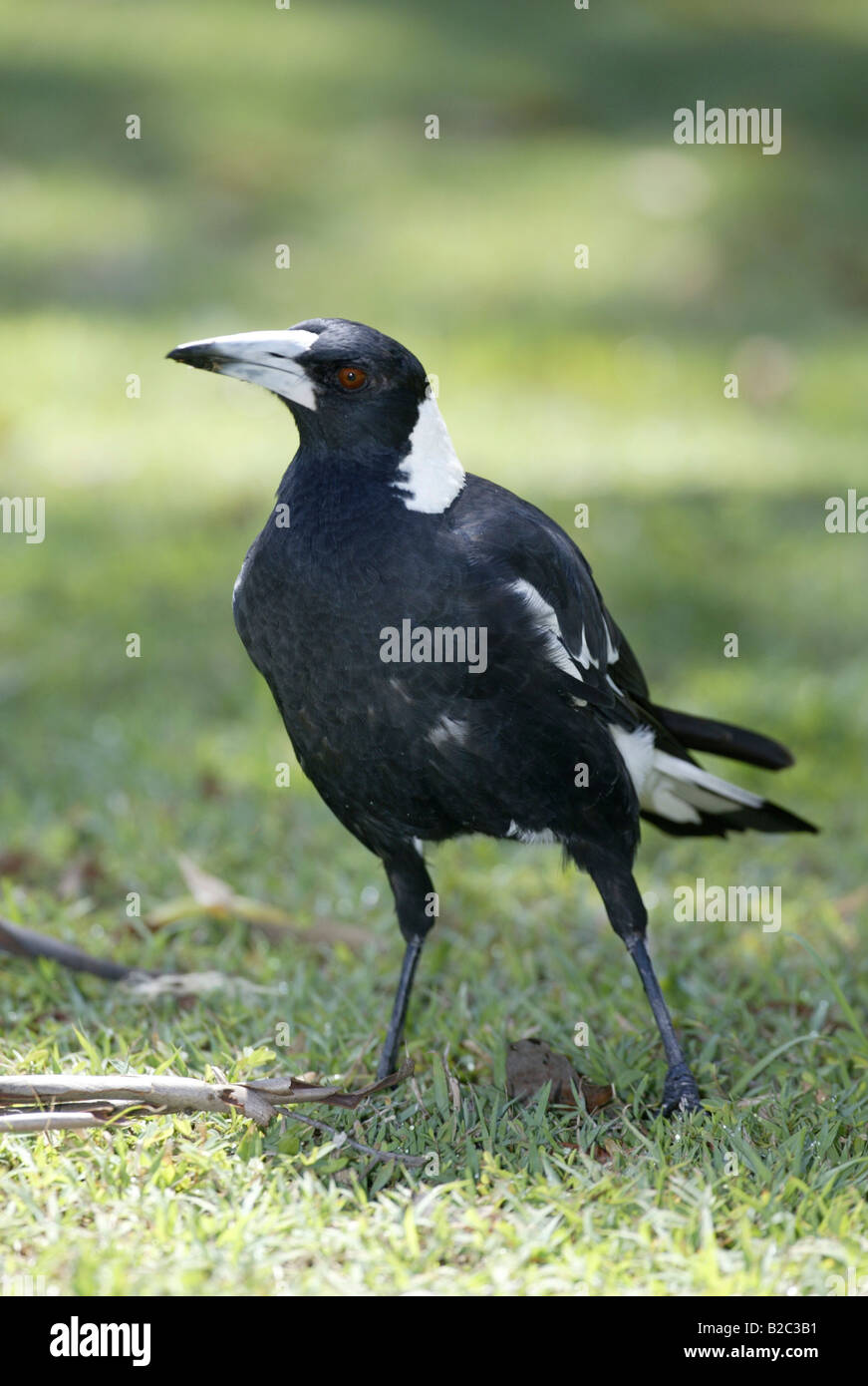 Australian magpie hi-res stock photography and images - Alamy