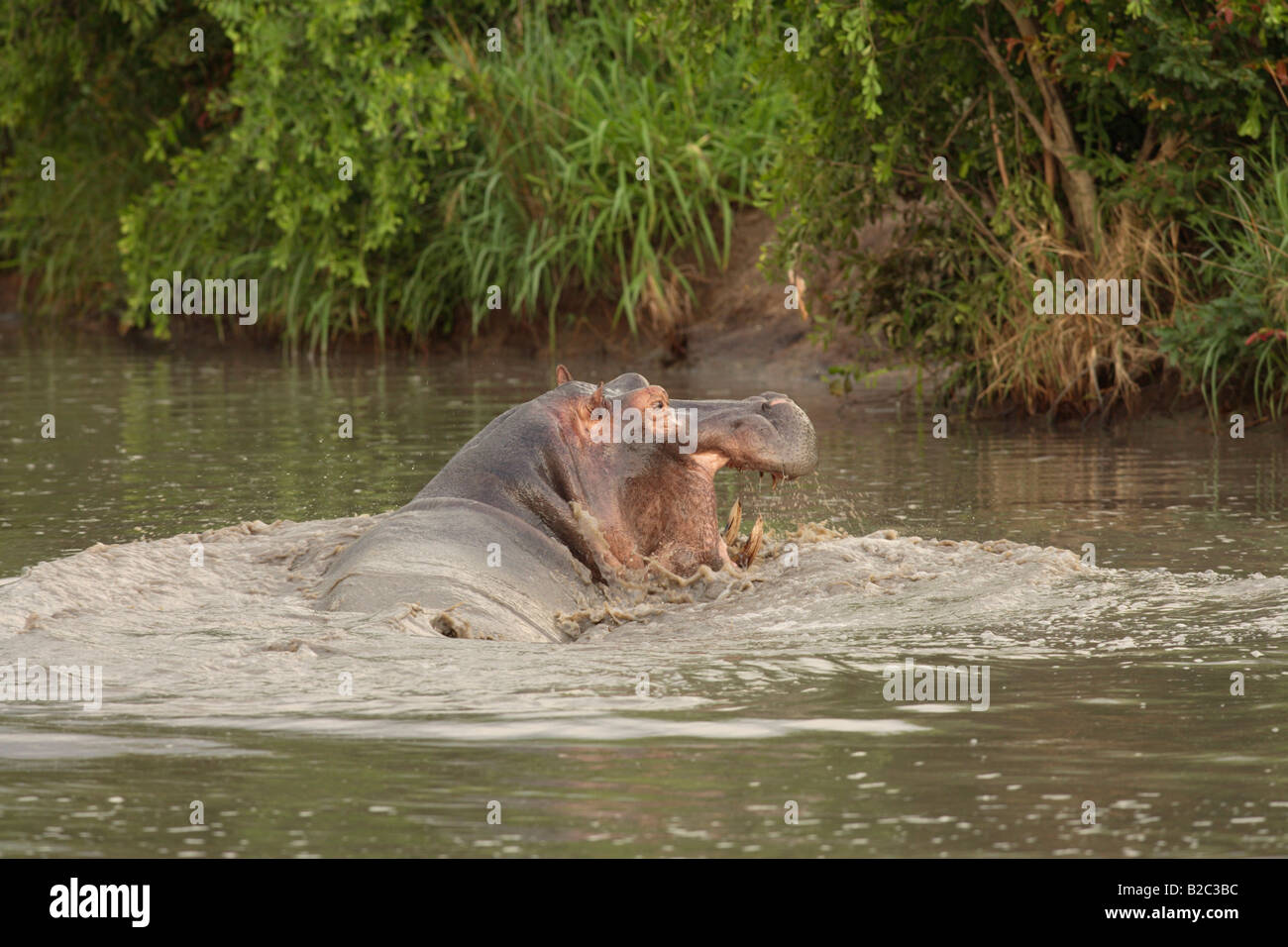 Hippopotamus (Hippopotamus amphibius), threatening, yawning, in water ...