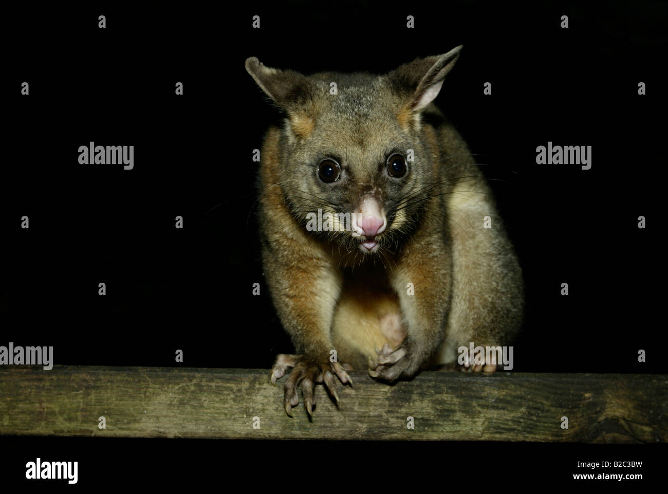 Common Brushtail Possum (Trichosurus vulpecula), adult, night-time ...