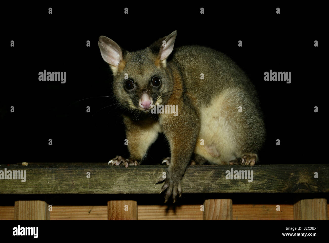 Common australian possums hi-res stock photography and images - Alamy