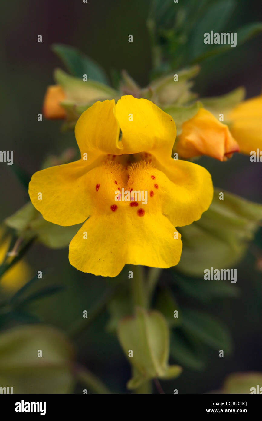 Allegheny Monkey Flower (Mimulus ringens), yellow flowers Stock Photo ...
