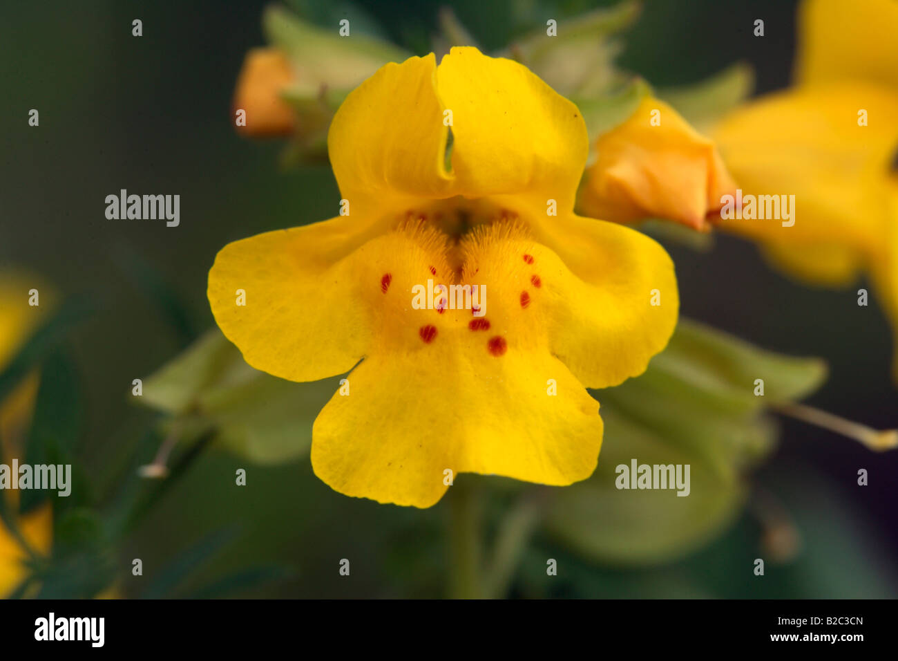 Allegheny Monkey Flower (Mimulus ringens), yellow flowers Stock Photo ...