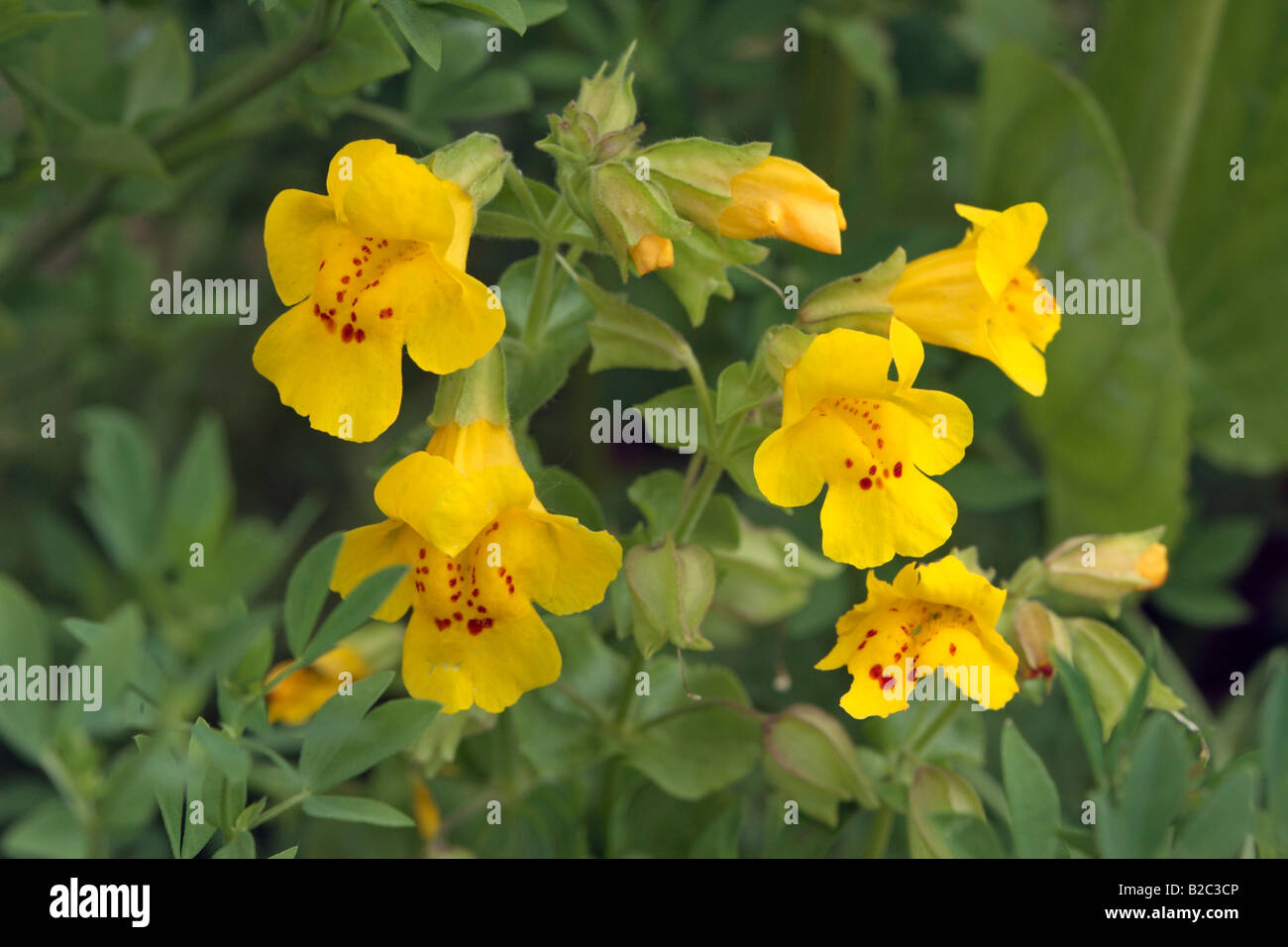 Allegheny Monkey Flower (Mimulus ringens), yellow flowers Stock Photo ...