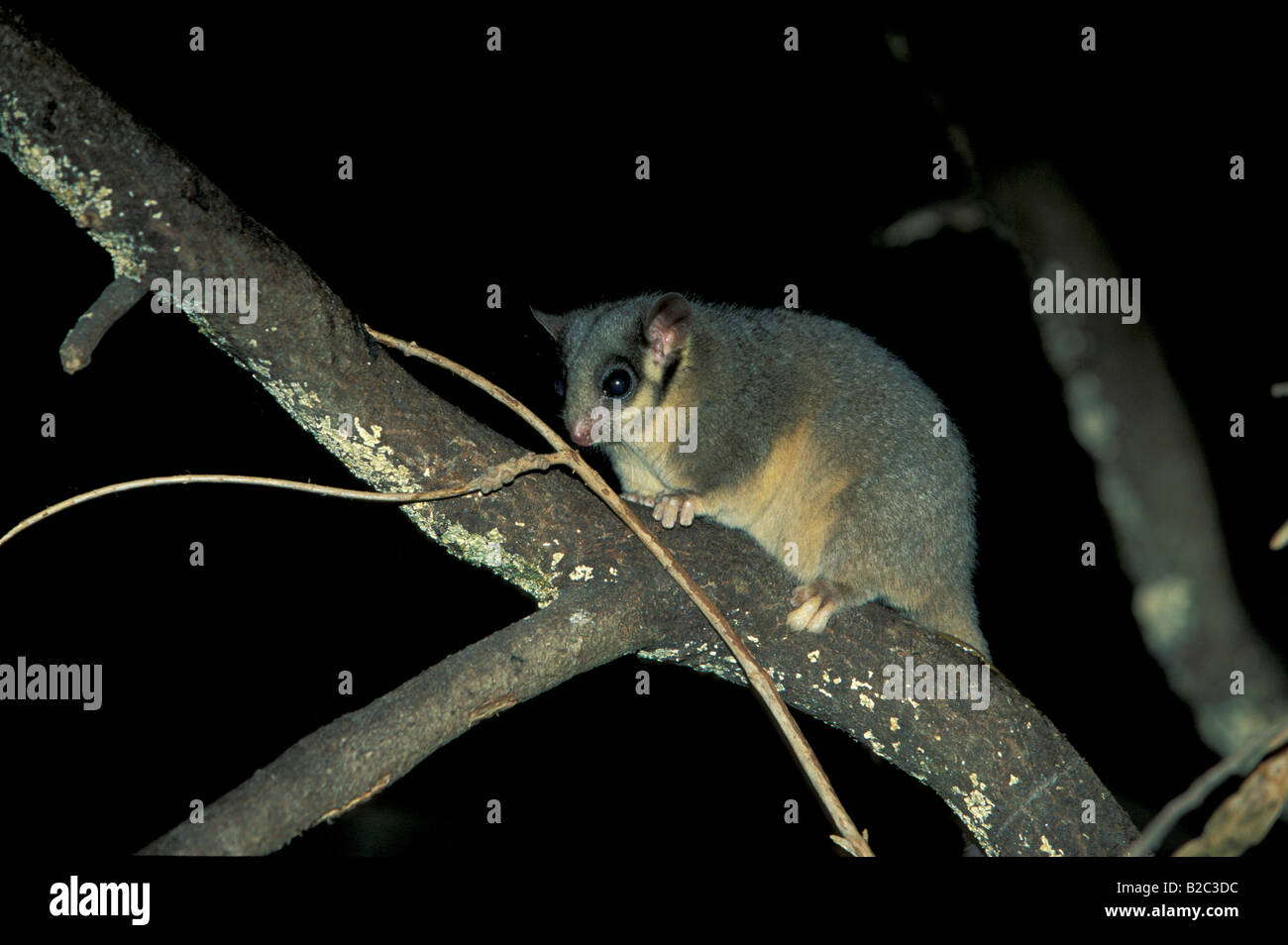Mature Yellow-bellied Glider (Petaurus australis) at night, Australia ...