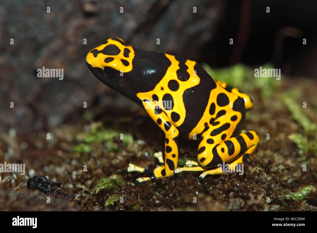 Yellow banded poison dart frogs hi-res stock photography and images - Alamy