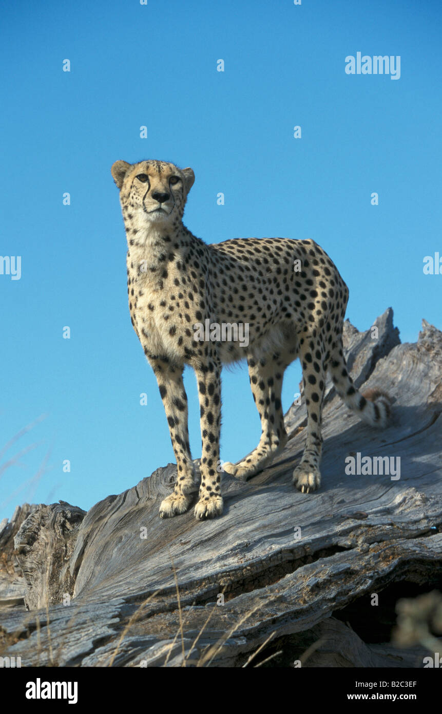 Cheetahs on tree hi-res stock photography and images - Alamy