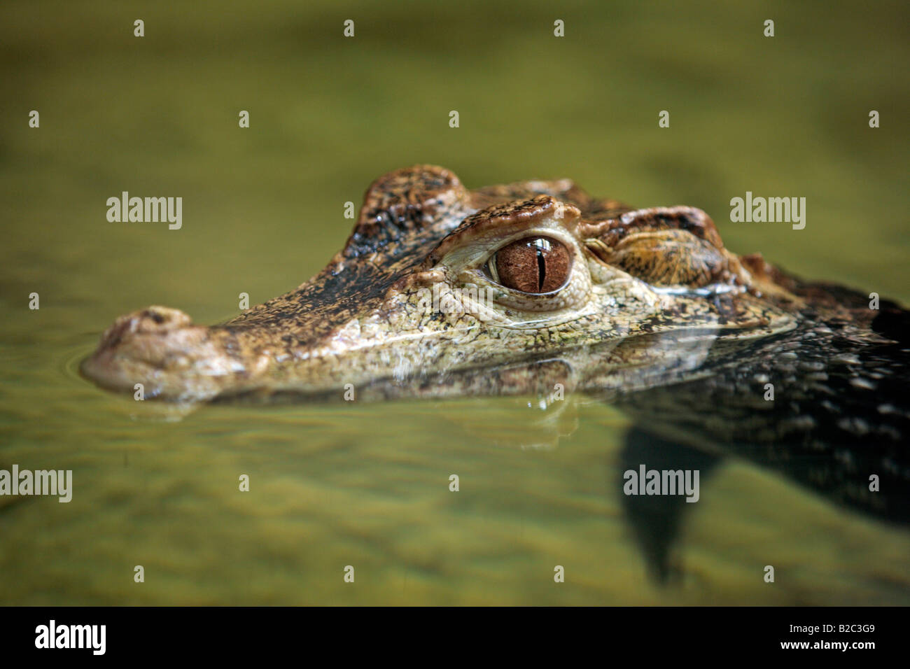 Cuvier's Dwarf Caiman (Paleosuchus palpebrosus), adult, portrait ...