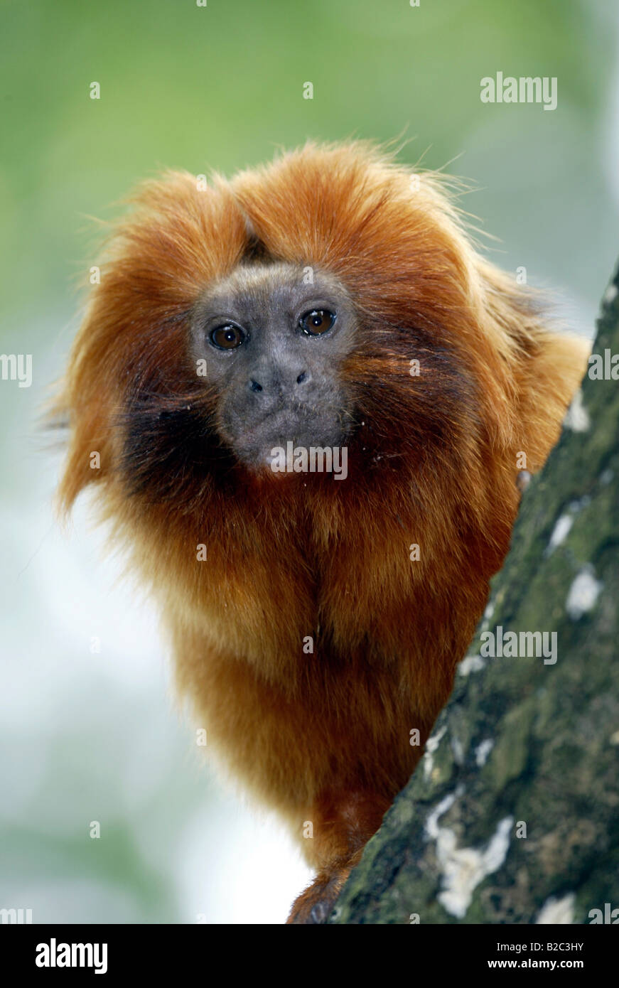 Golden lion tamarin monkey hi-res stock photography and images - Alamy