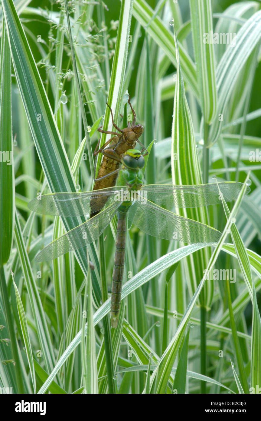 Emperor Dragonfly, Anax imperator, emerged from larva, Kent, England ...