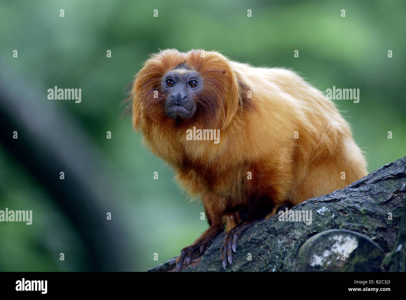 Golden lion tamarin monkey hi-res stock photography and images - Alamy