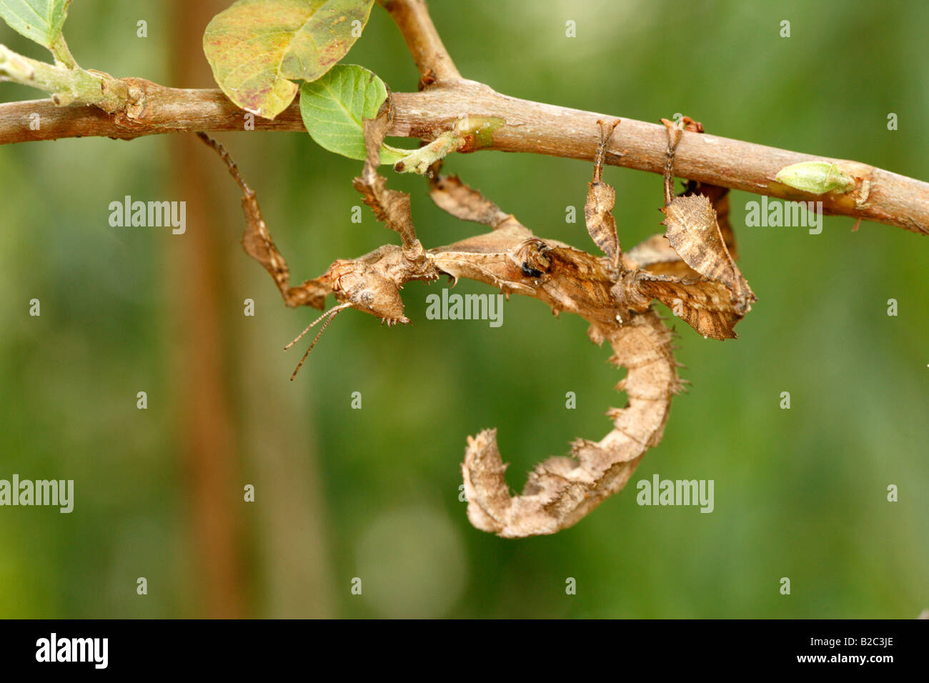 Praying Mantis (Phyllocrania spec.), imago, on a branch of a tree ...
