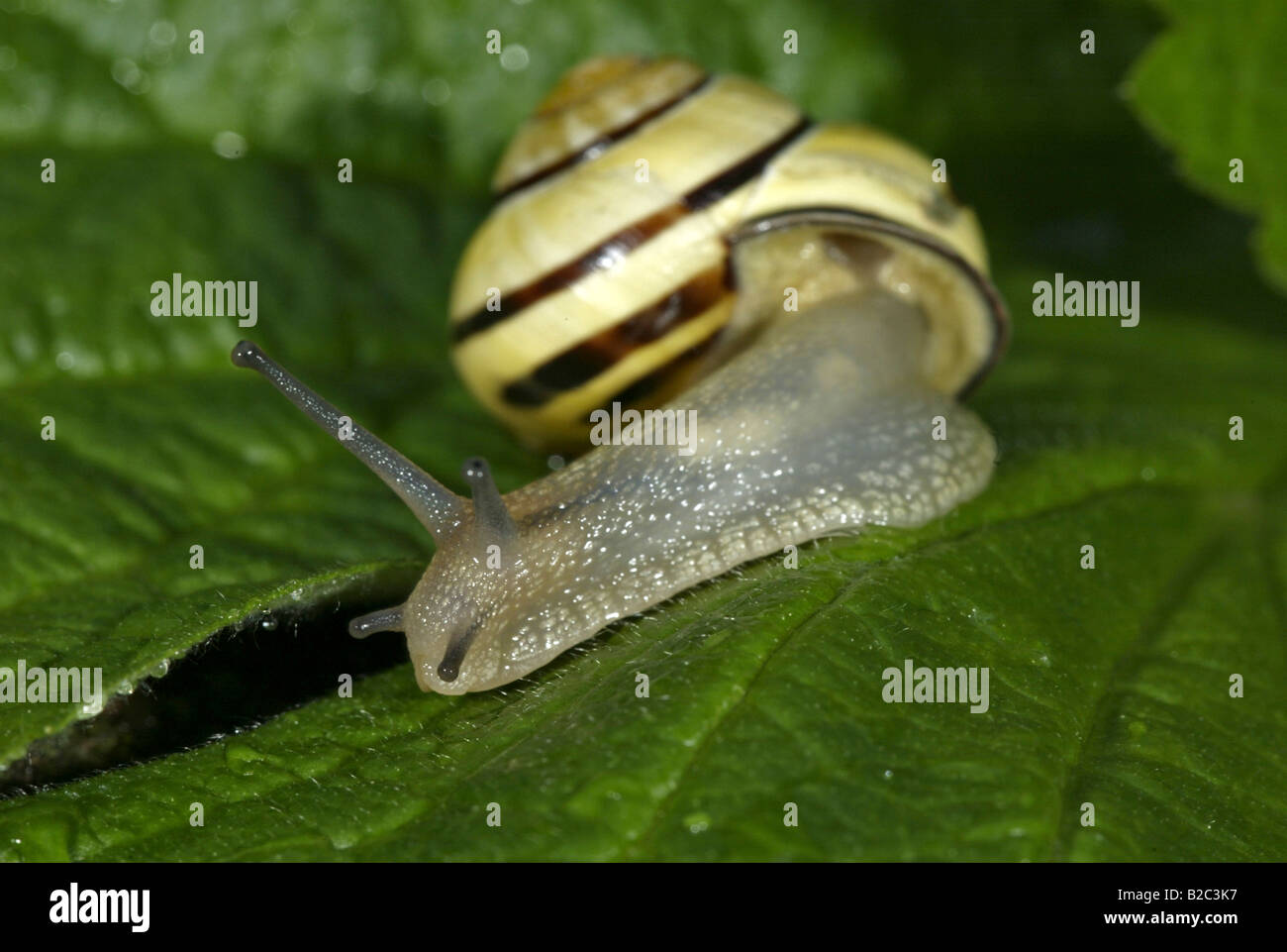 Cepaea nemoralis hi-res stock photography and images - Alamy