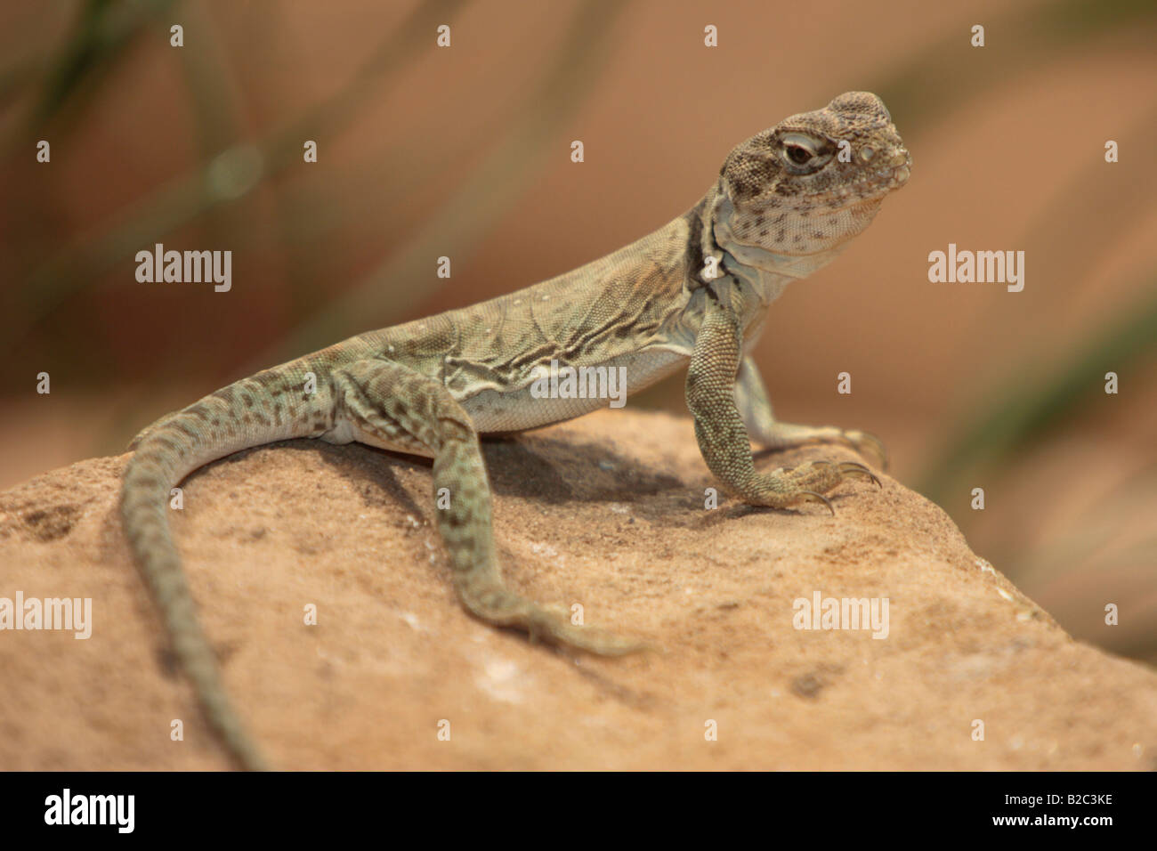 Oklahoma Collared Lizard or Collared Lizard (Crotaphytus collaris ...