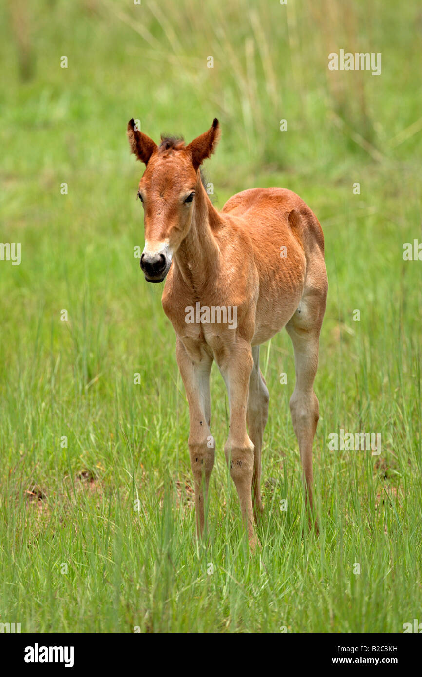 Horse (Equus), foal, South Africa, Africa Stock Photo - Alamy