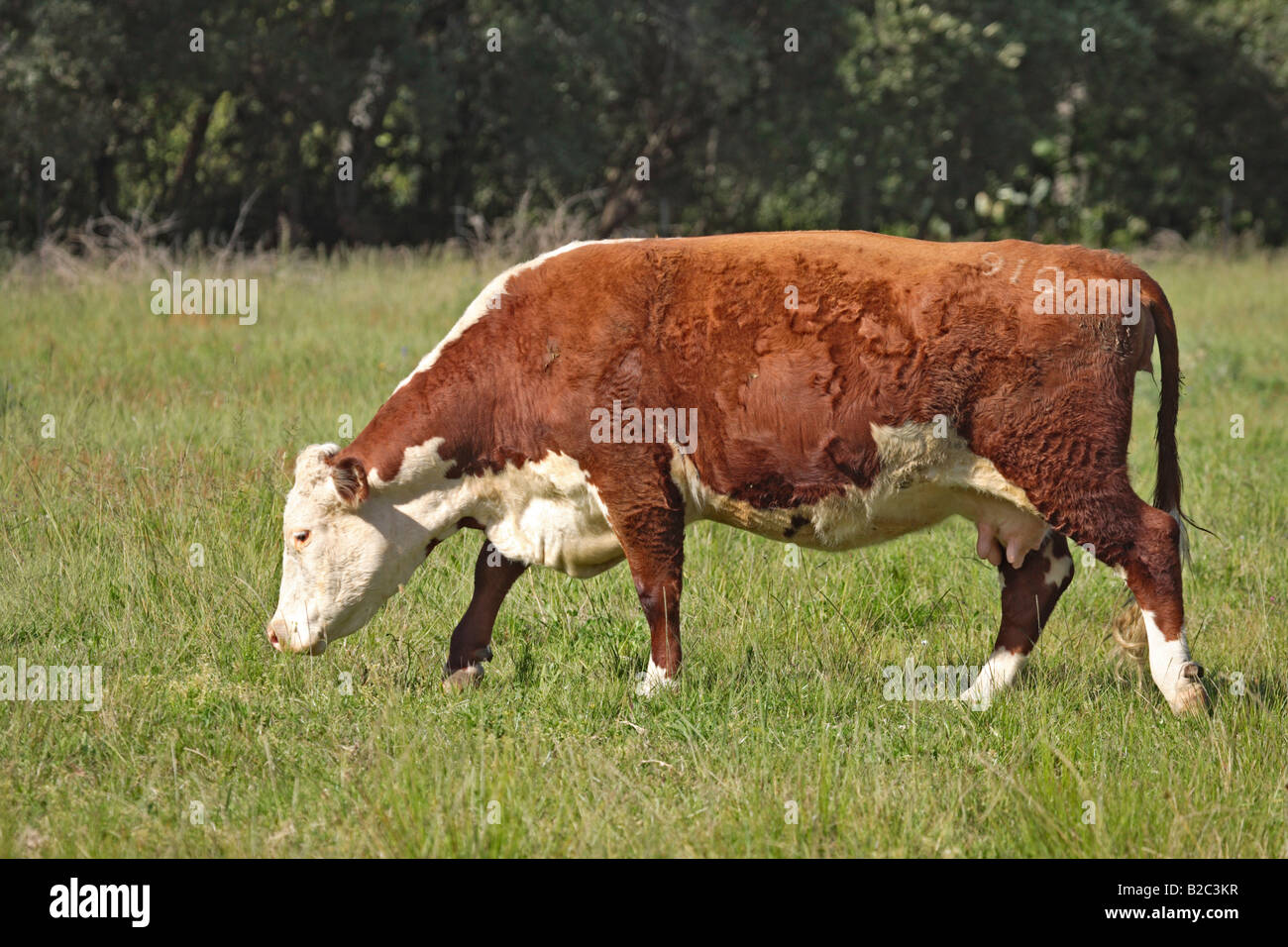 Cattle (Bos taurus), adult, female, Stellenbosch, South Africa Stock ...
