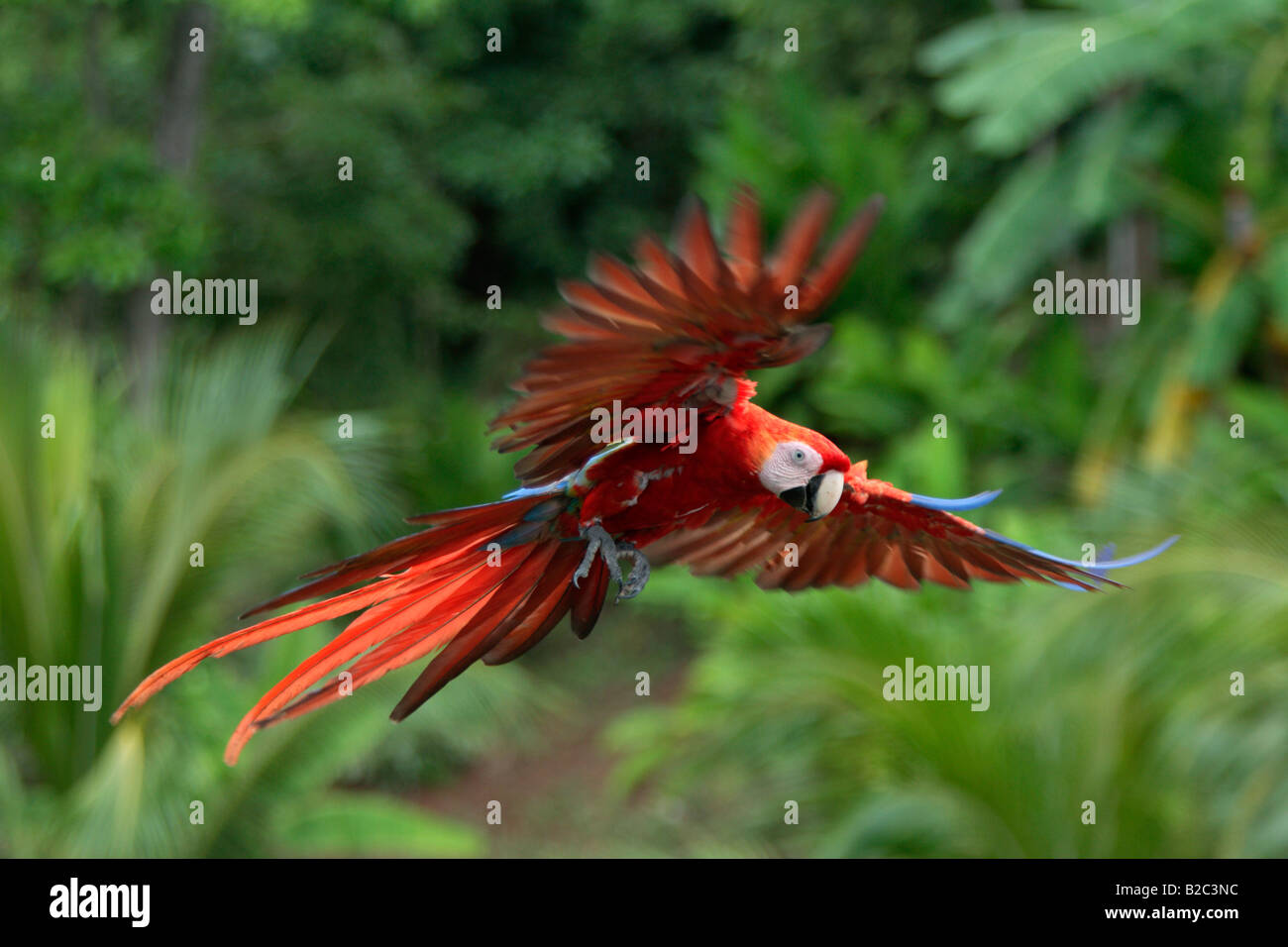 Scarlet Macaw (Ara macao), adult, flying, Roatan, Honduras, Central ...