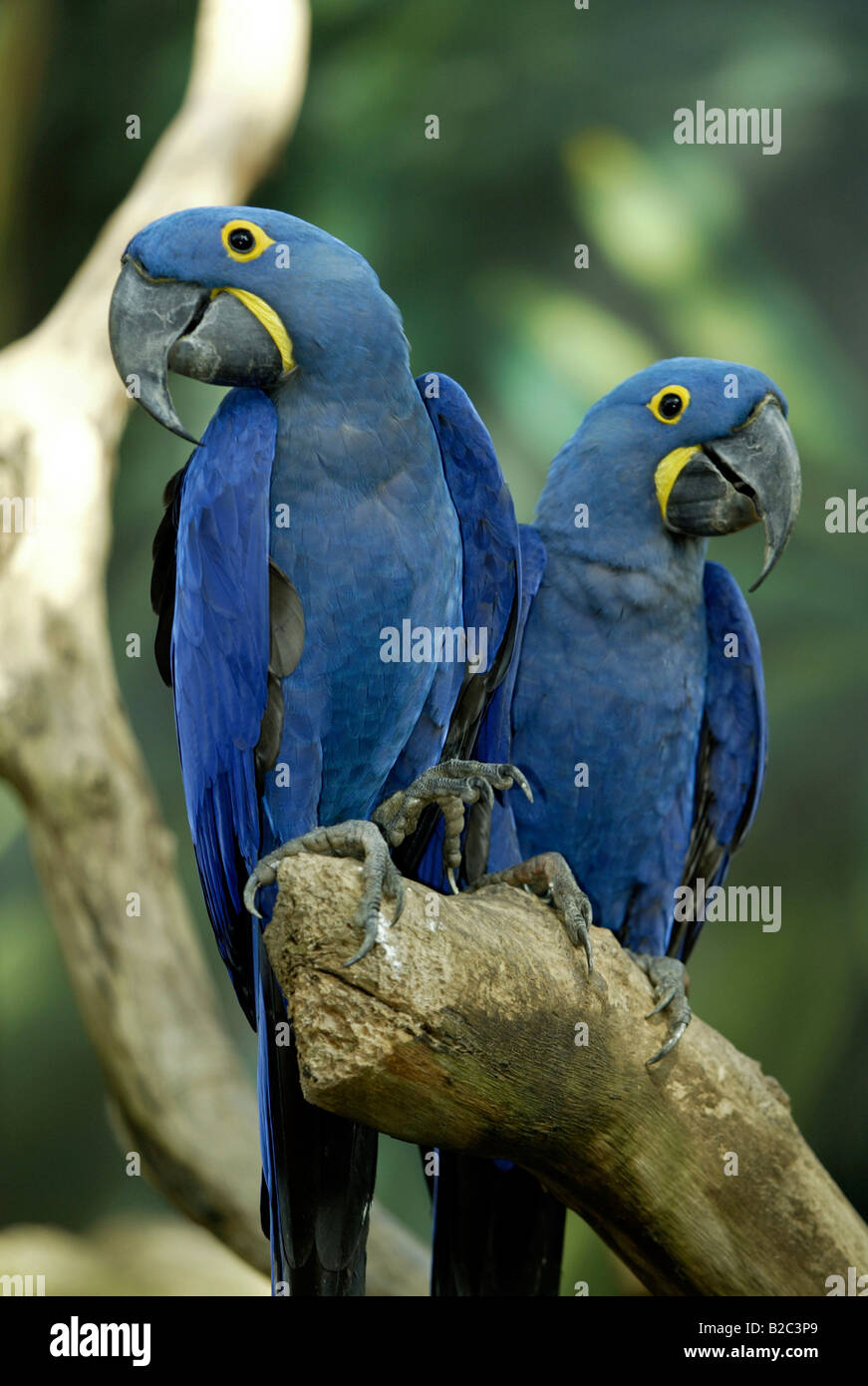 Hyacinth Macaw (Anodorhynchus hyacinthinus), adult, pair, native to ...
