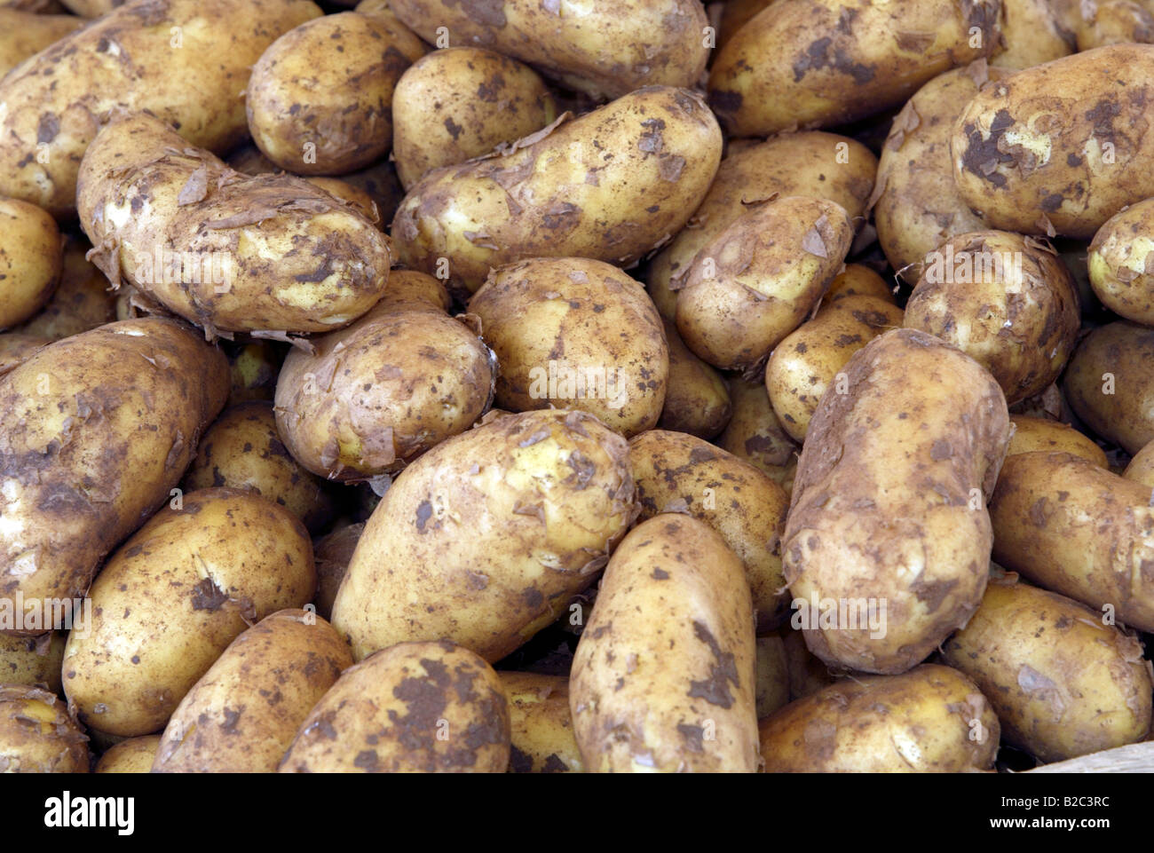 Potatoes (Solanum tuberosum), roots Stock Photo - Alamy