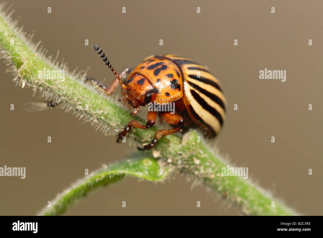 Leptinotar hi-res stock photography and images - Alamy