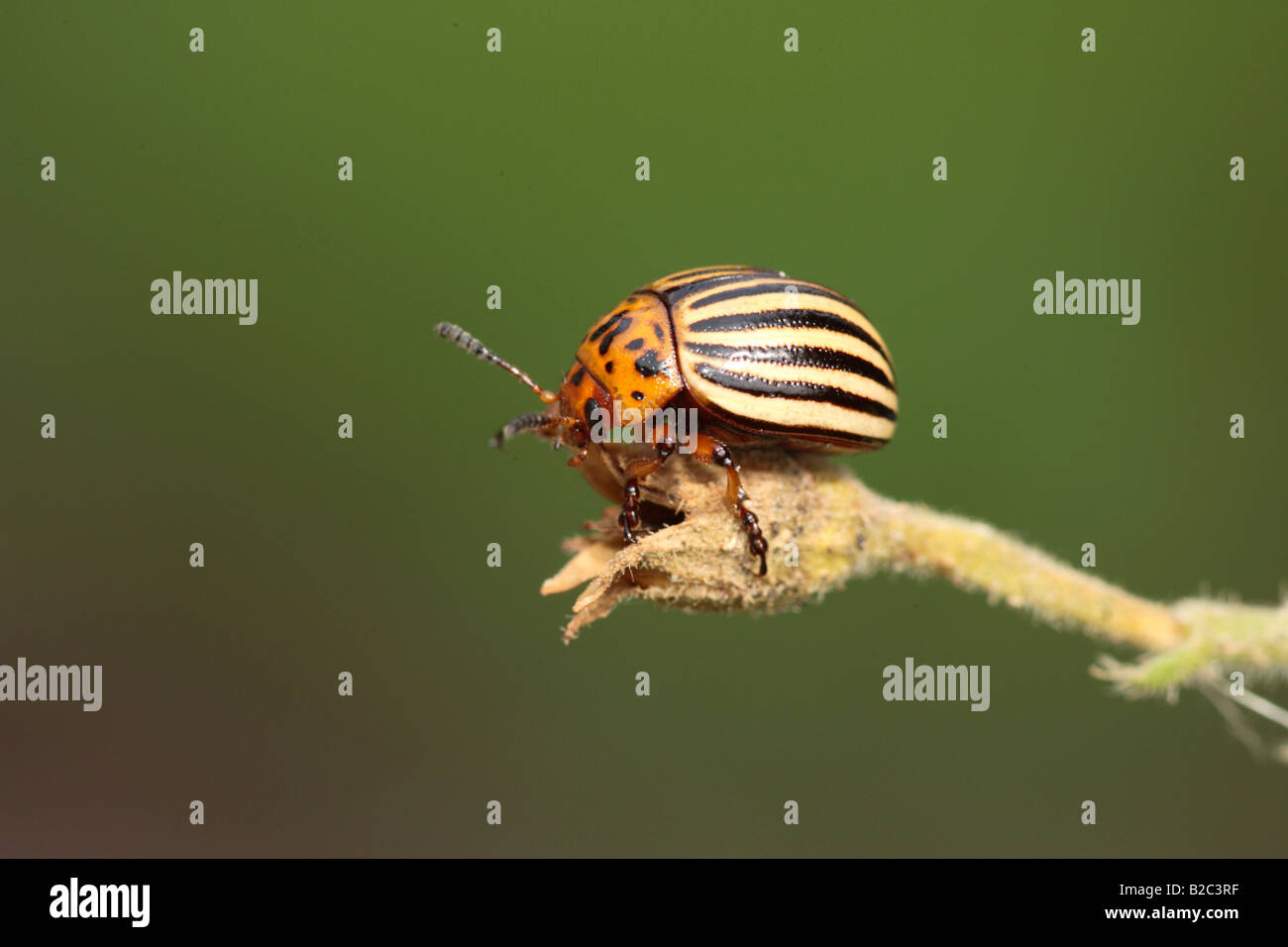 Colorado Potato Beetle (Leptinotarsa decemlineata), imago stage ...