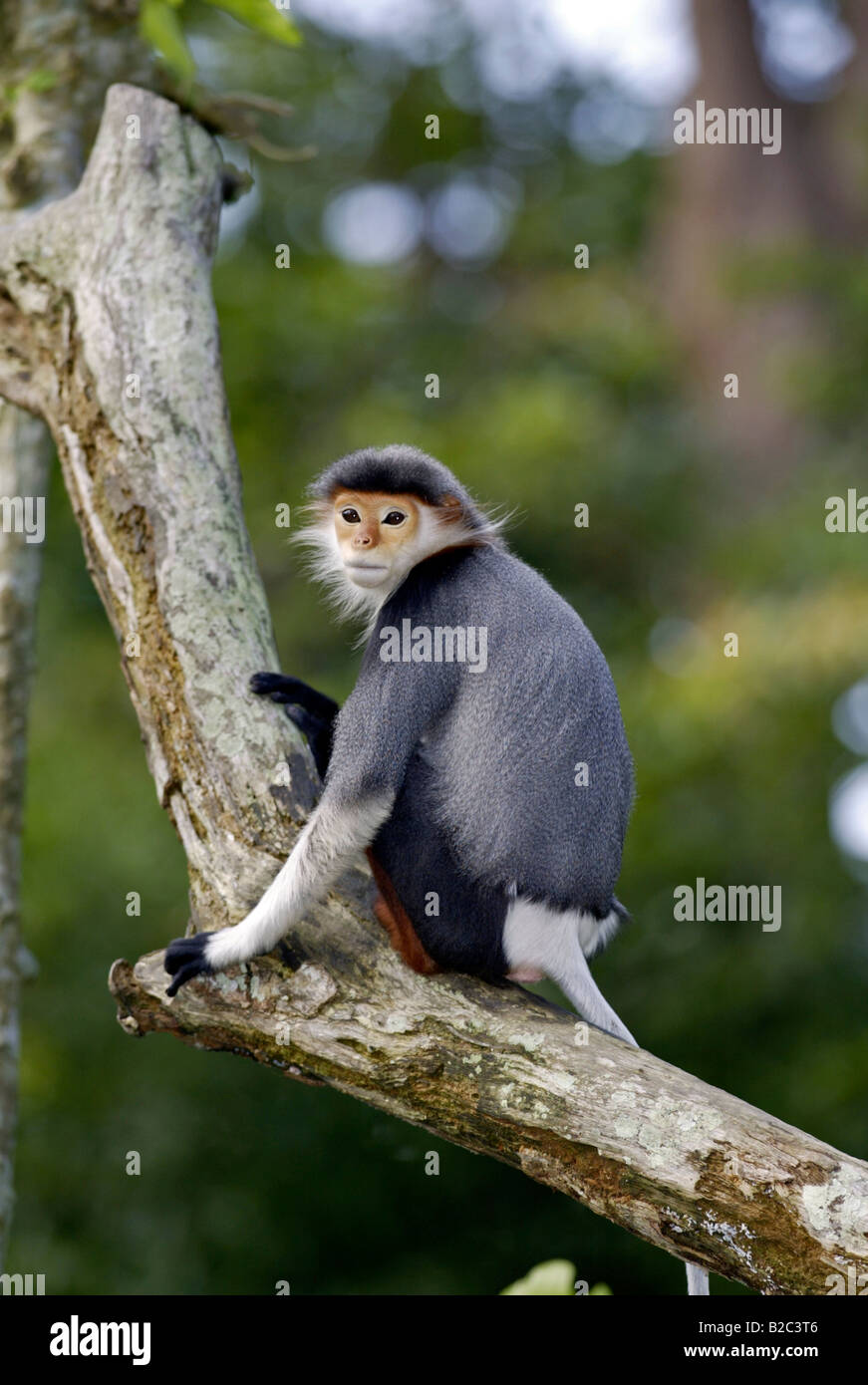 Red shanked douc hi-res stock photography and images - Alamy