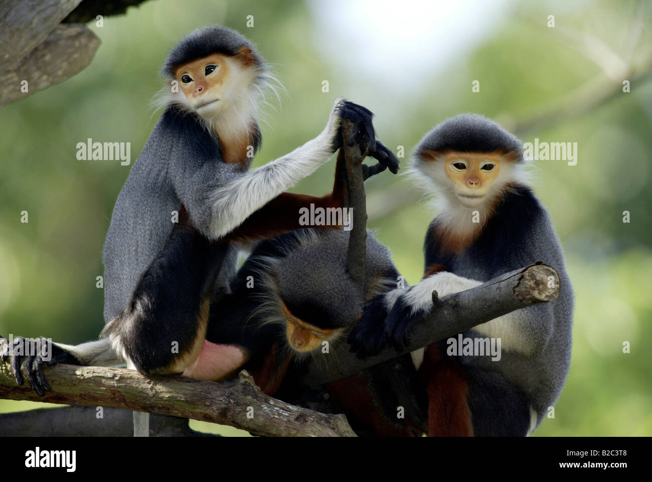 Doucs hi-res stock photography and images - Alamy