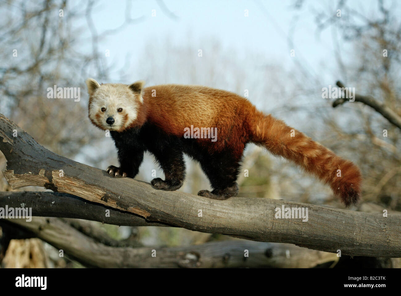 Tree red panda hi-res stock photography and images - Alamy