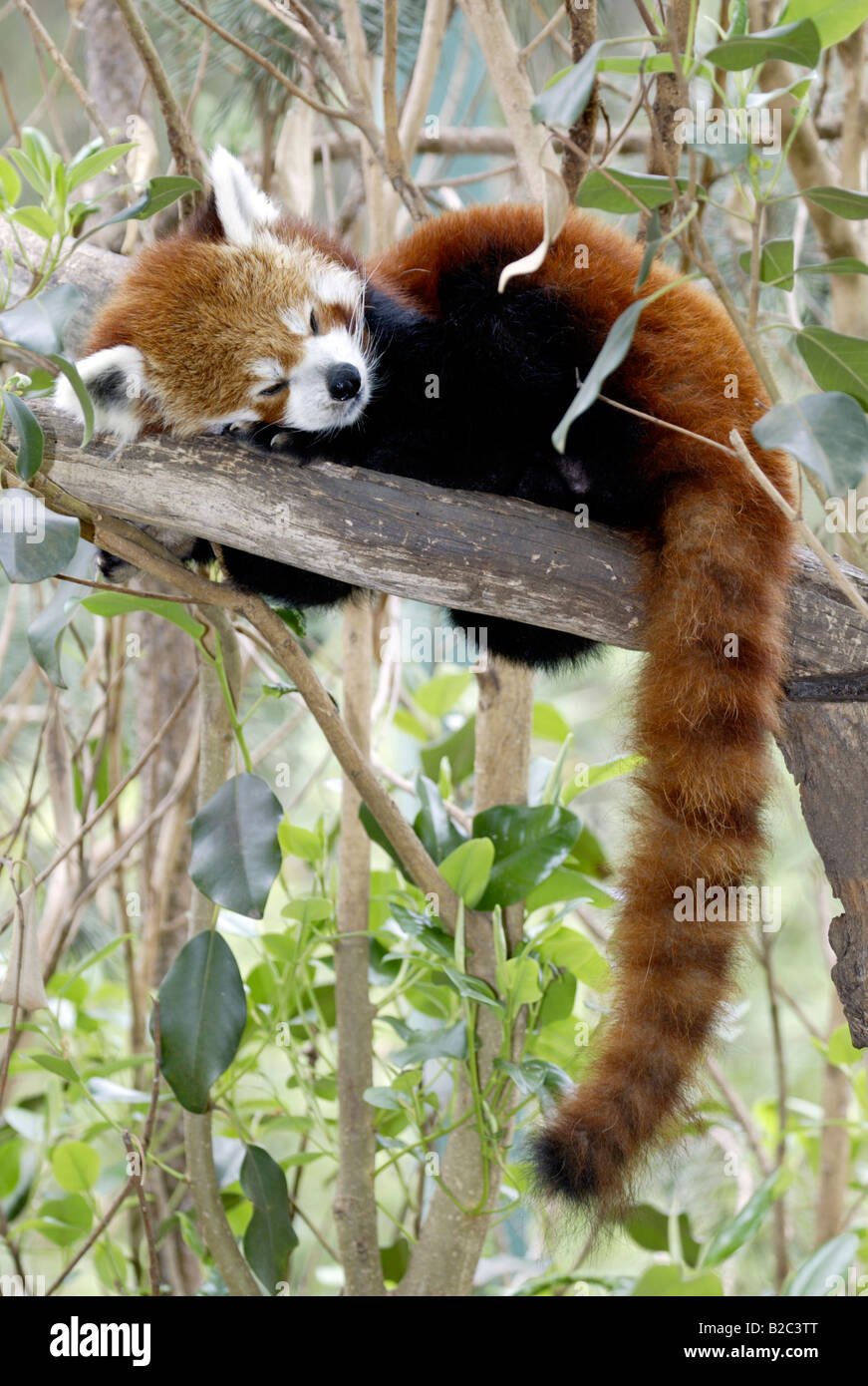 Red Panda Sleeping Habits