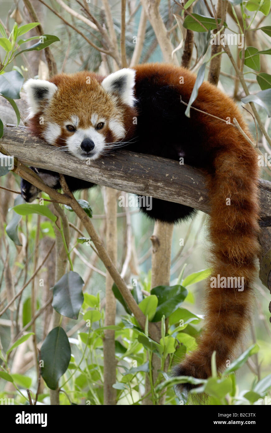 Snoozing red panda hi-res stock photography and images - Alamy