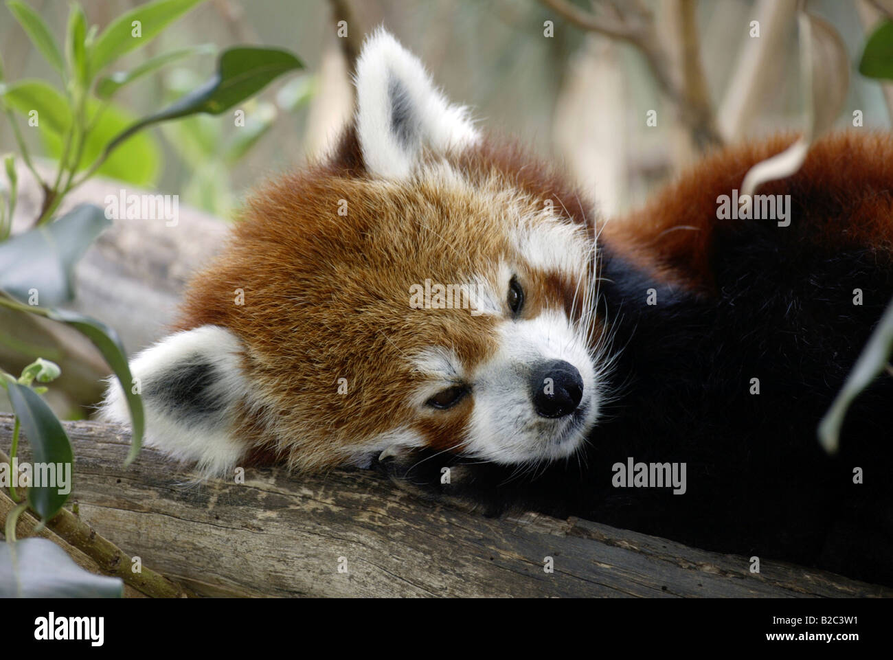 Adult red panda sleep hi-res stock photography and images - Alamy