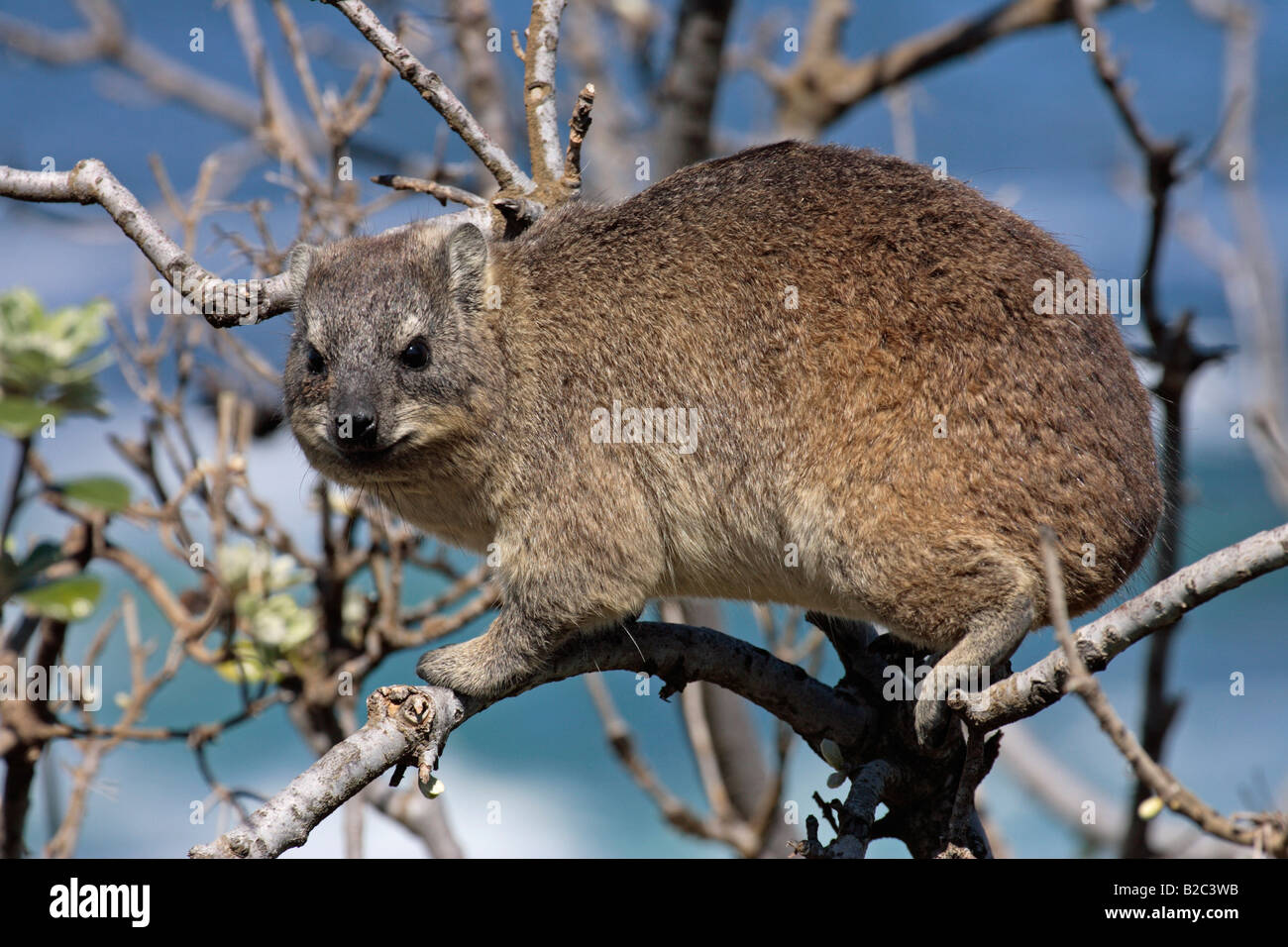 Hyrax in a tree hi-res stock photography and images - Alamy