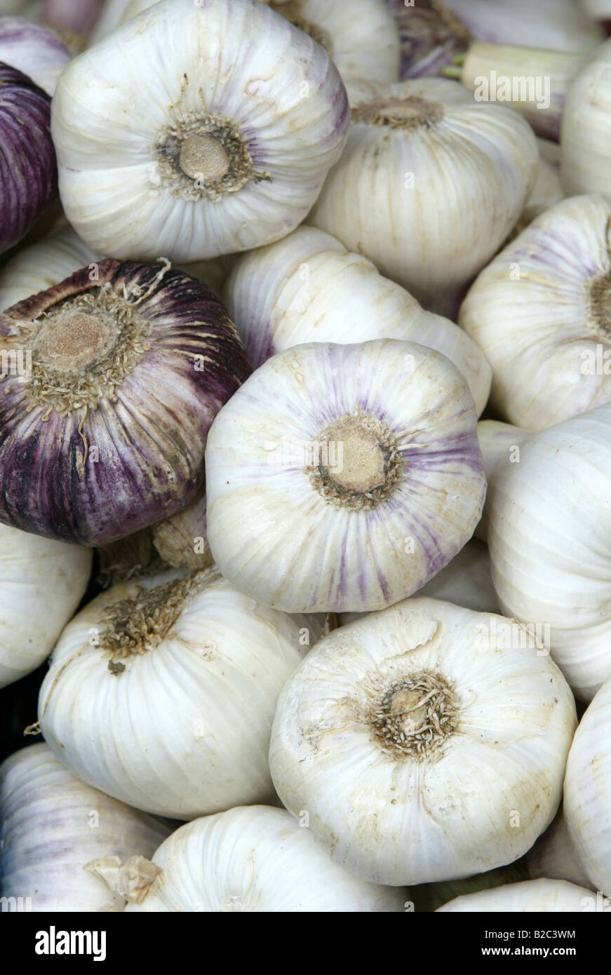 Allium sativum plant plants hi-res stock photography and images - Alamy