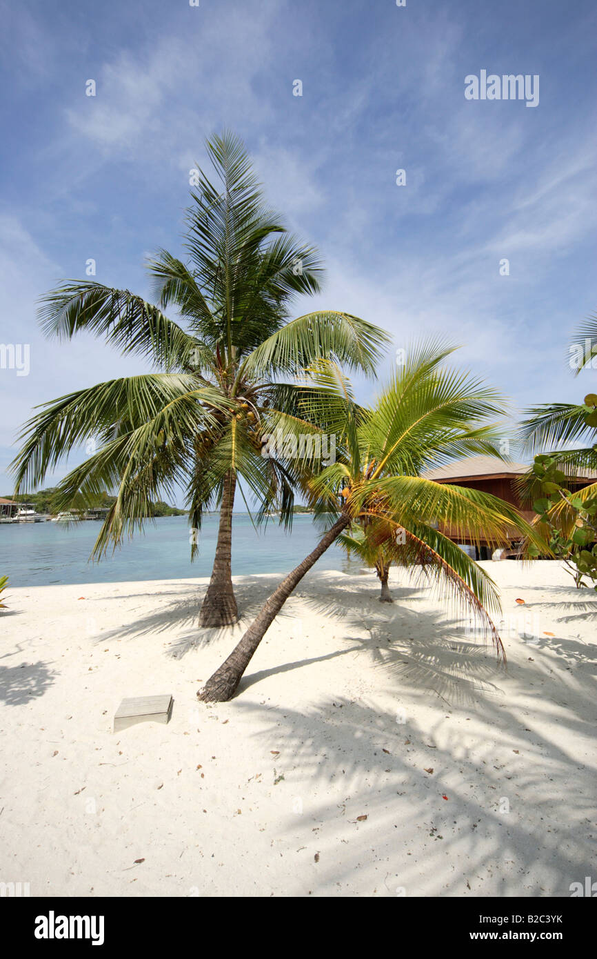 Coconut Palm (Cocos nucifera), tree, Roatan, Honduras, Central America ...