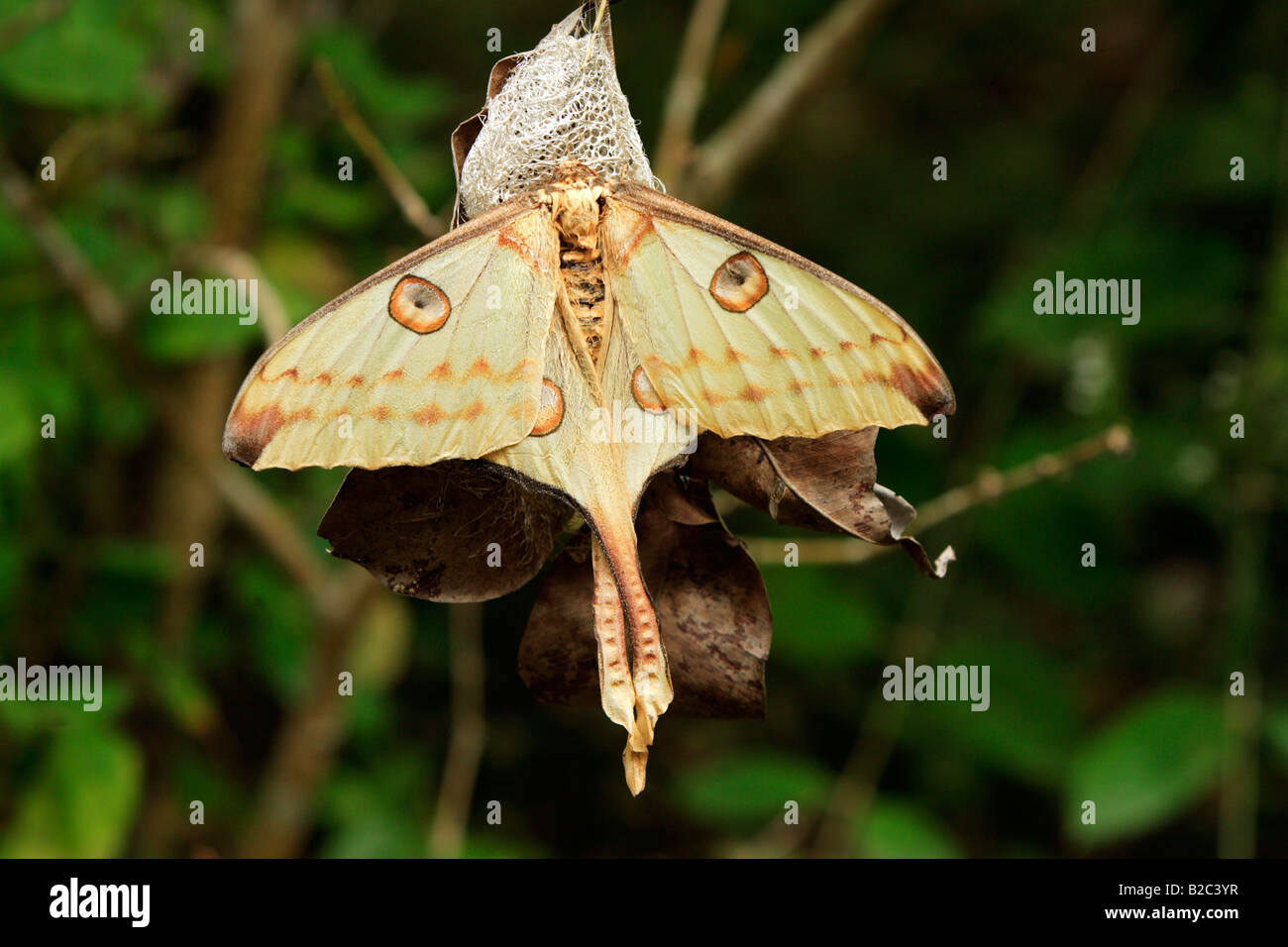 Comet Moth (Argema mittrei), imago, drying its wings, Madagascar ...