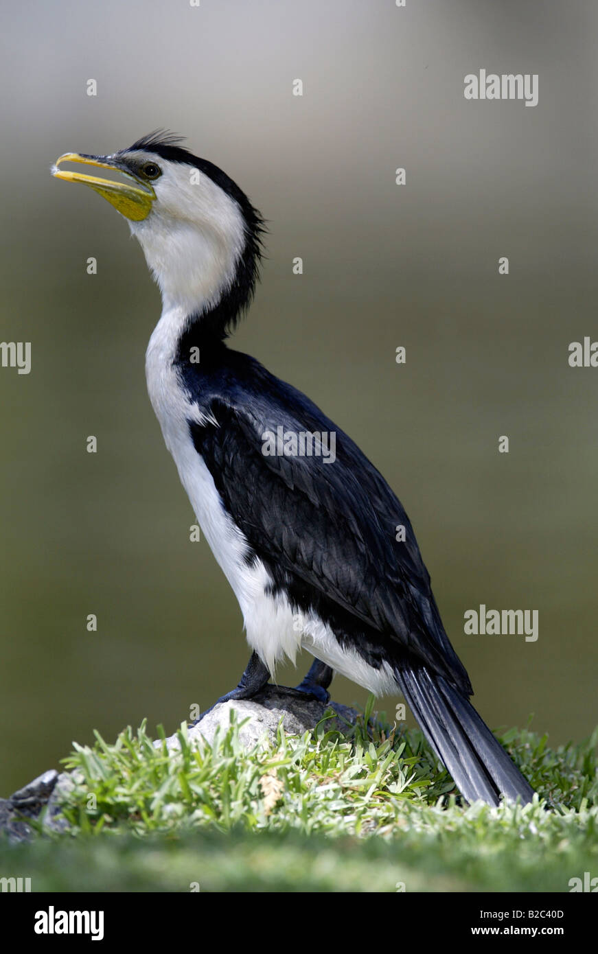 Australian shag hi-res stock photography and images - Alamy