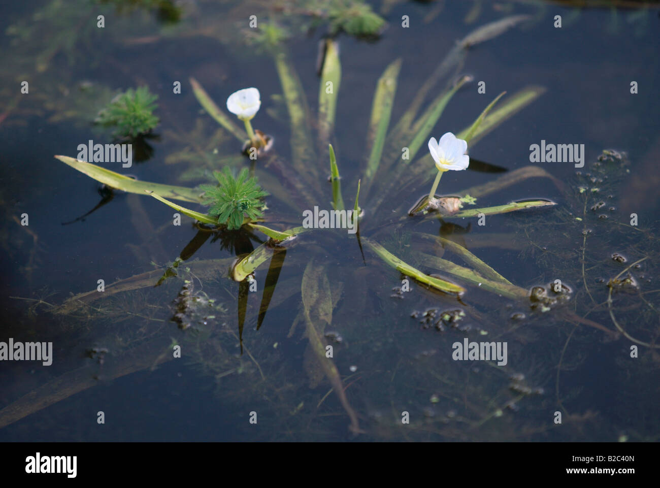 Water Soldier (Stratoides aloides), flower, Ellerstadt, Rhineland ...