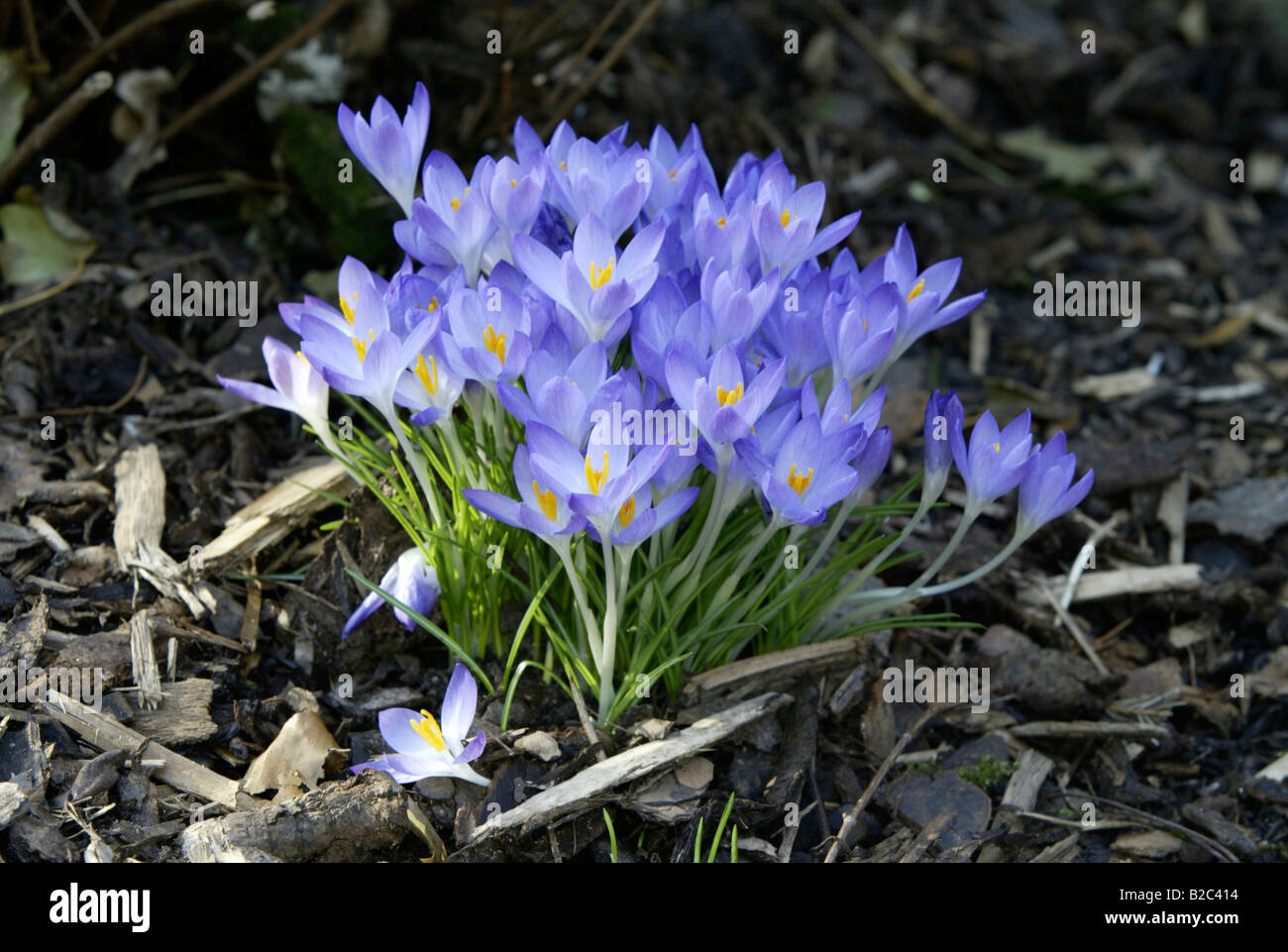 Crocus (Crocus), blossoms Stock Photo - Alamy