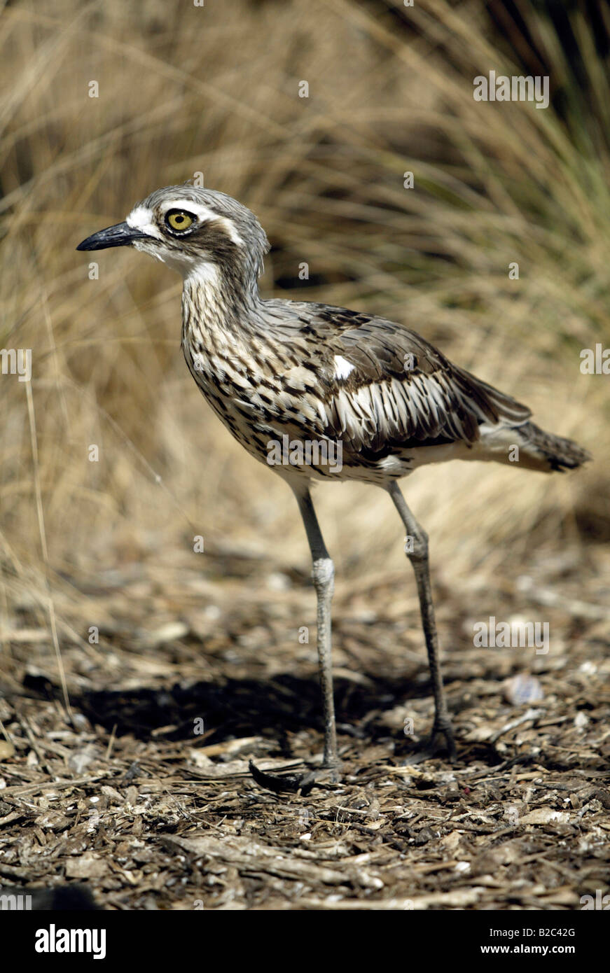 Bush Stone-curlew (Burhinus grallarius), adult, Australia Stock Photo ...