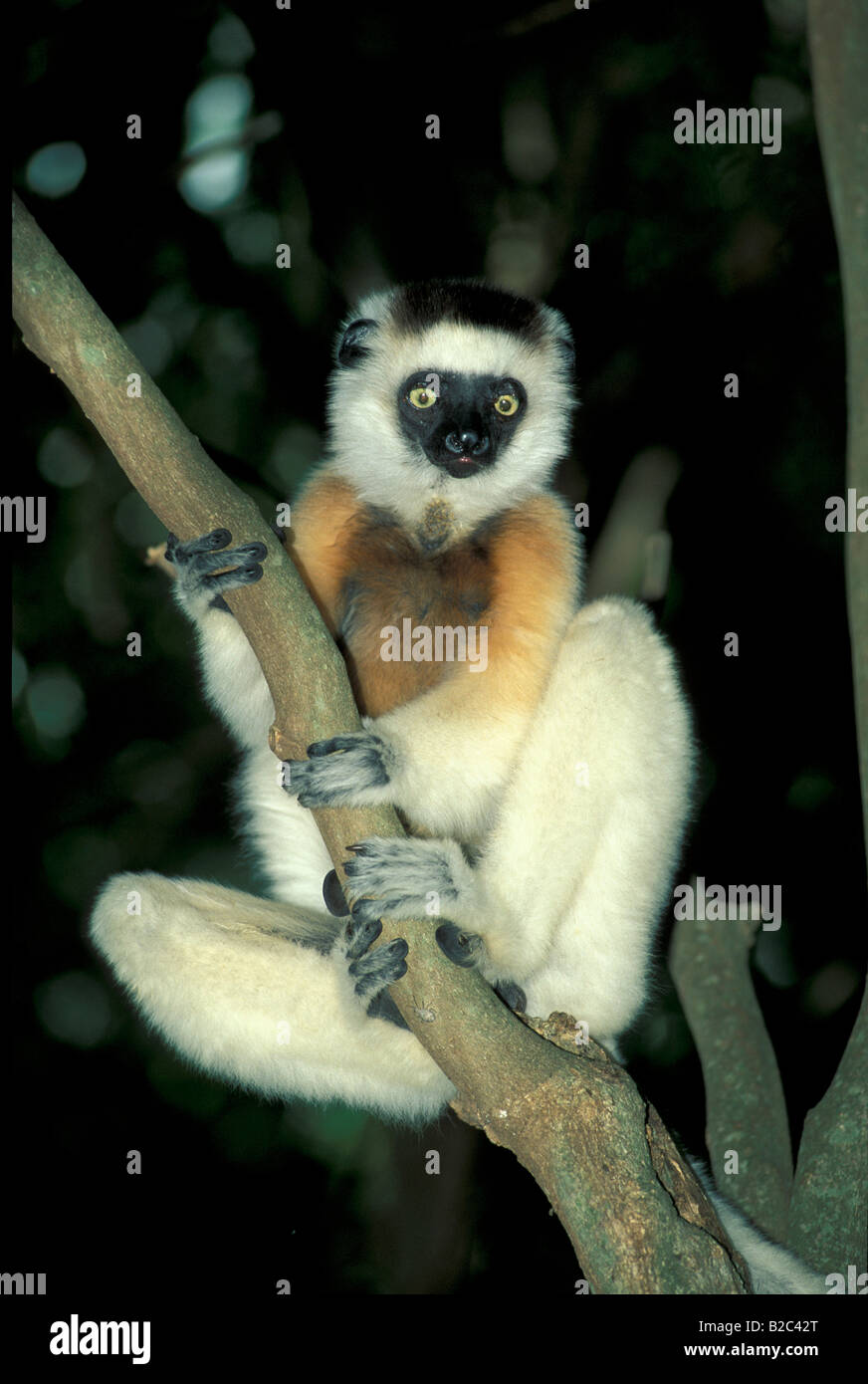 Verreaux's Sifaka (Propithecus verreauxi), in a tree, Berenty Game ...